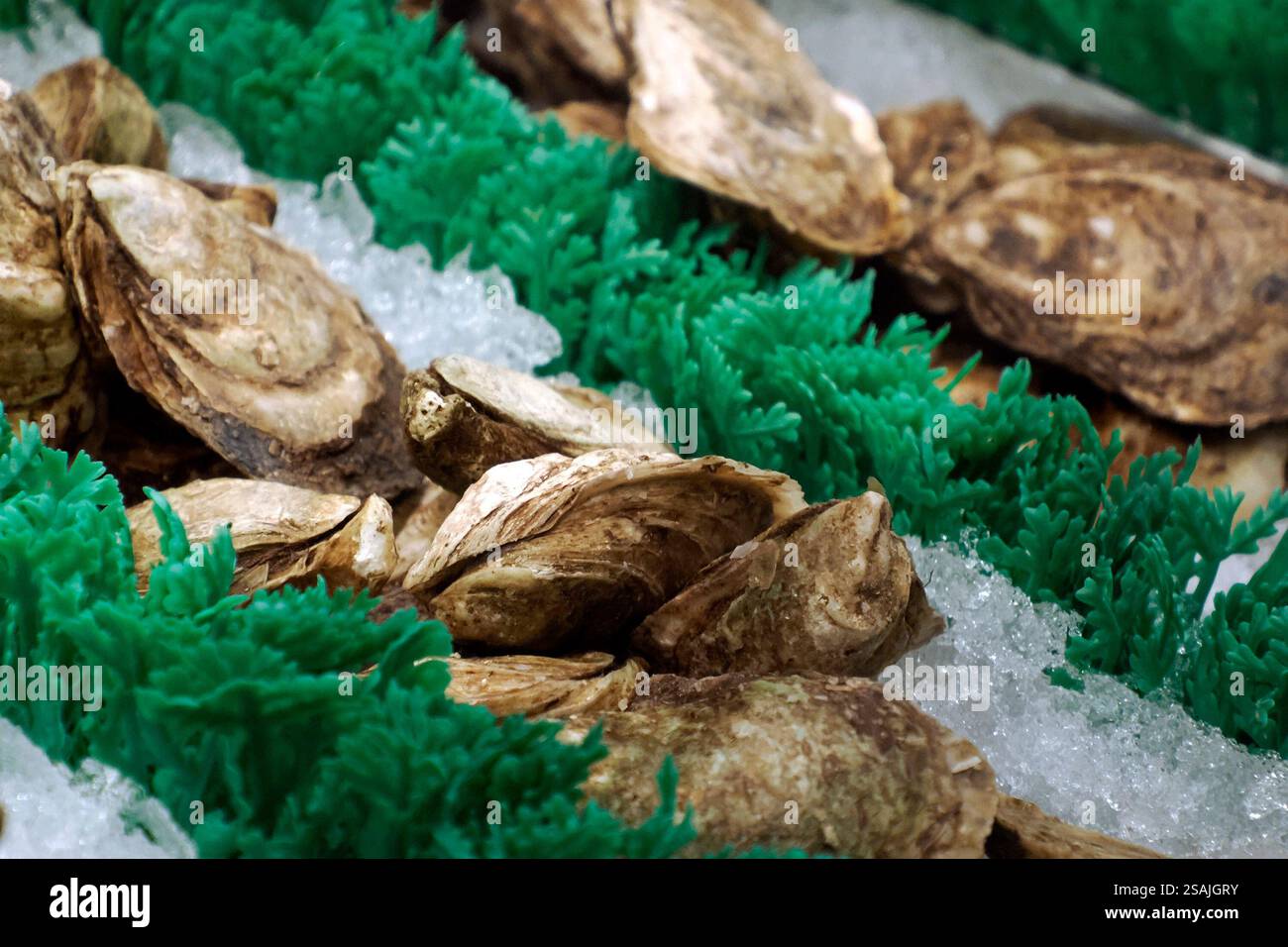 Oysters Sea Food Seafood for sale at Findlay market cincinnati detail ...