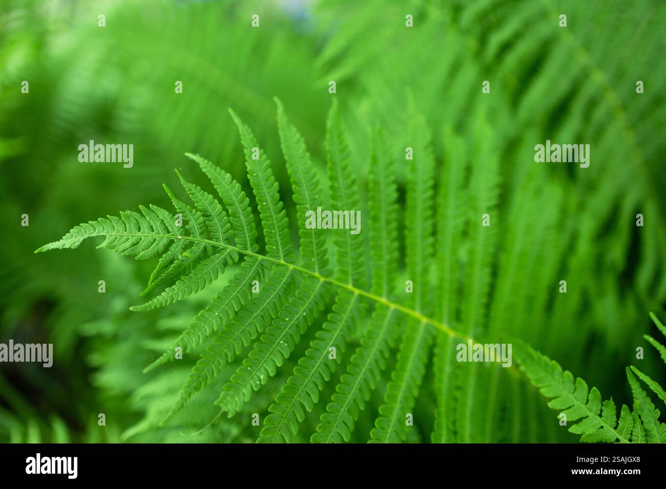 Beautiful fern leaf texture in nature. Natural ferns blurred background ...