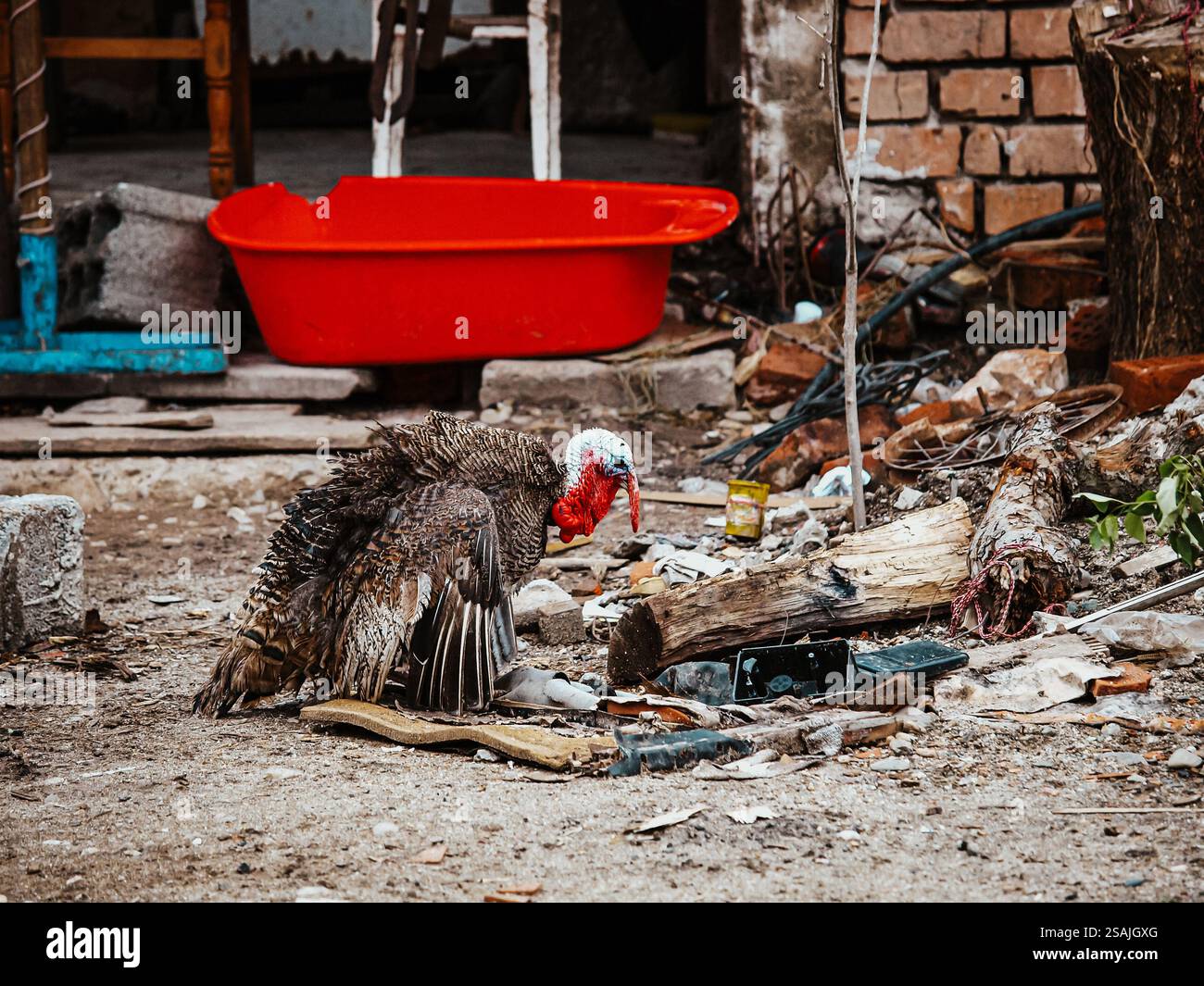 Colorful Scene Of A Turkey In A Poverty-Stricken Backyard: A Turkey ...