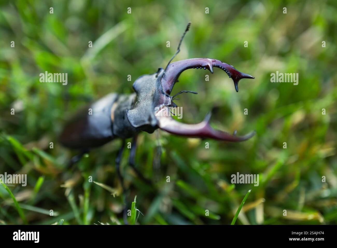 Macro of big stag beetle Lucanus cervus in attitude of combat over ...