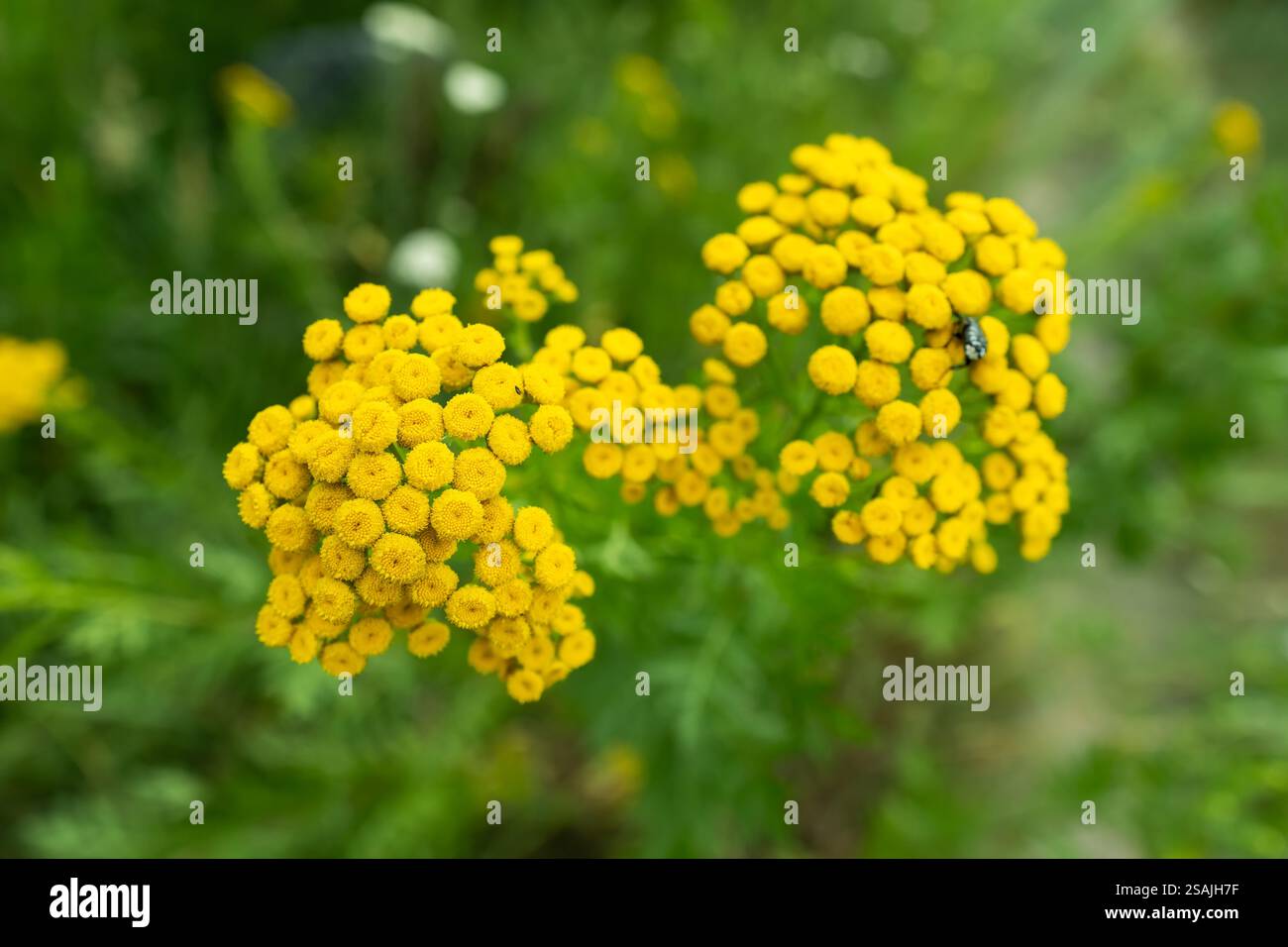 Tanacetum vulgare in natural background. Common Tansy yellow flowers (Tanacetum vulgare, Common ...