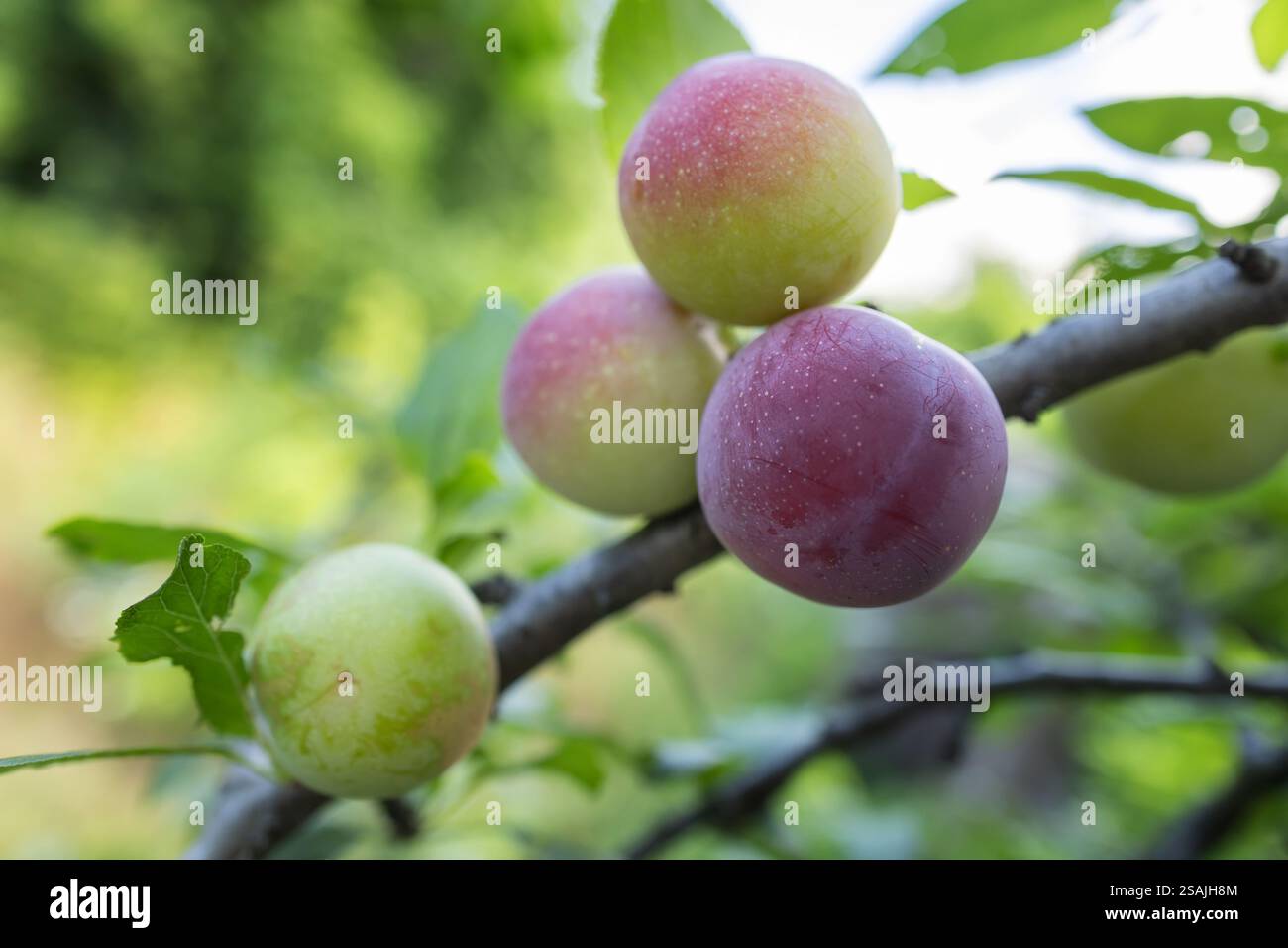 selective focus. Ripe blue purple plums in the plum garden. Agriculture ...