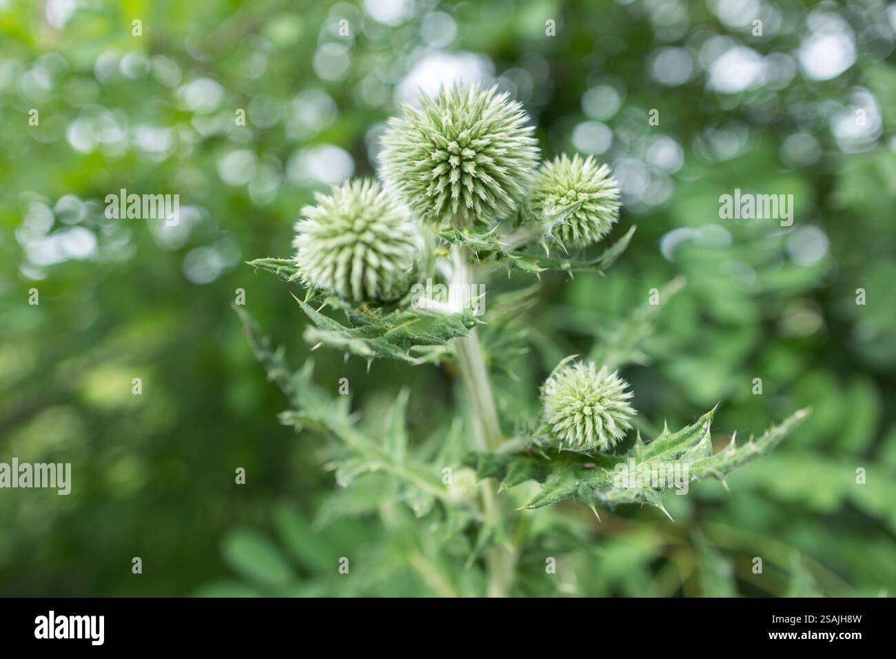 The globe thistle Echinops plant in the early flowering stage close-up ...