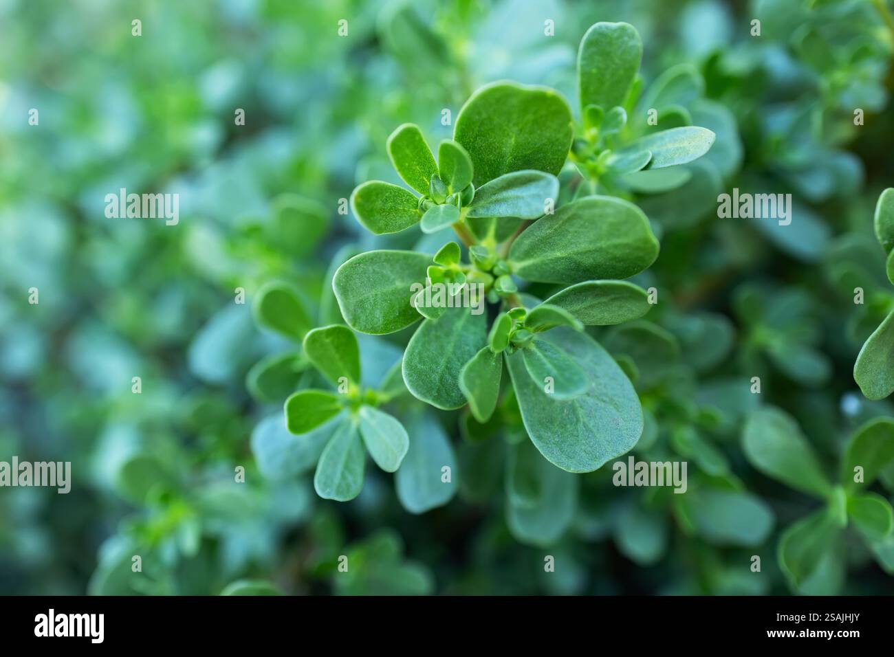 Purslane plants: Portulaca oleracea common purslane, verdolaga, red ...