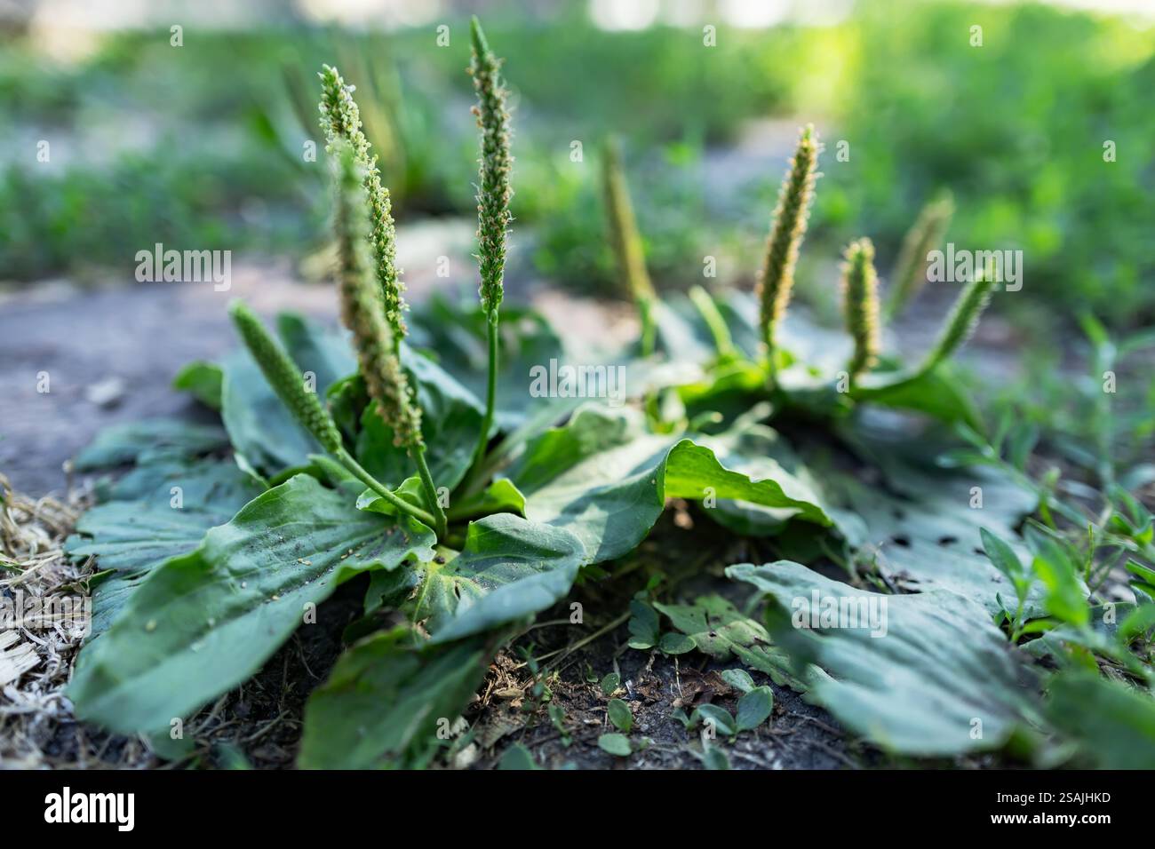 Plantain flowering plant with green leaf. Plantago major leaves and ...
