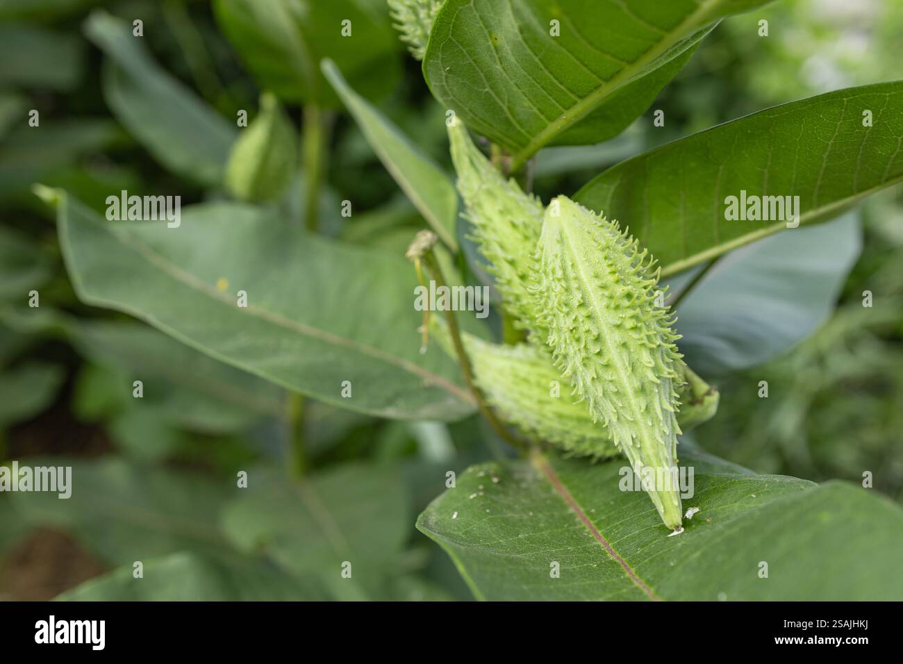Glade in forest of green pods asclepias syriaca with seeds. Common ...