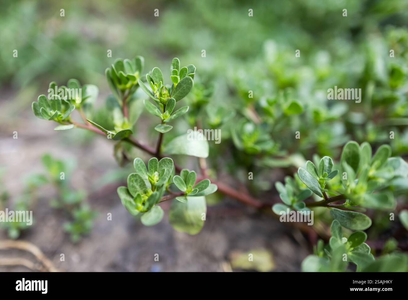 Purslane plants: Portulaca oleracea common purslane, verdolaga, red ...