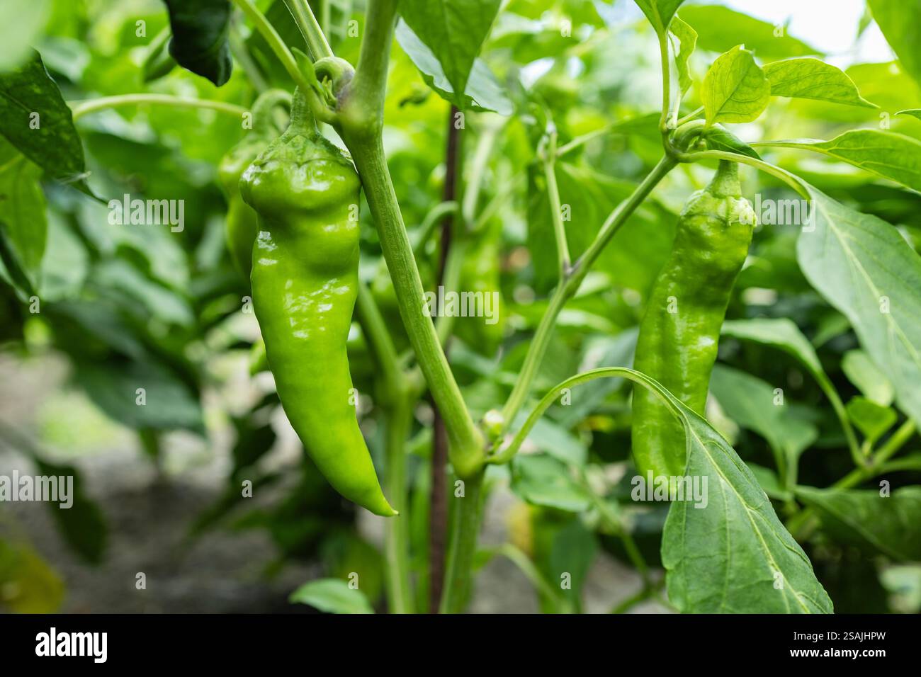 Green pepper plants at agricultural field Stock Photo - Alamy