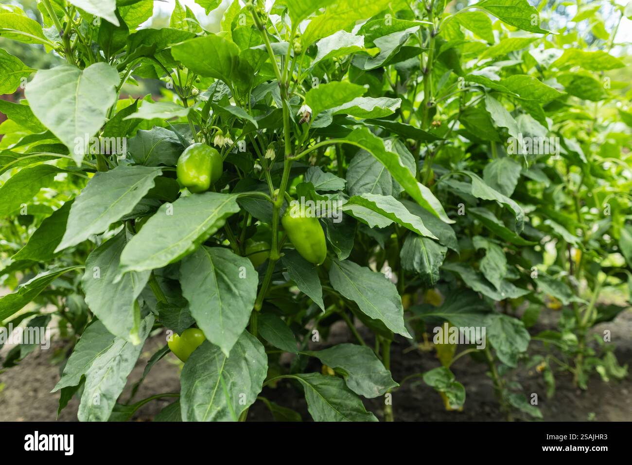 Chili pepper plantation with plastic film placed over the ground ...