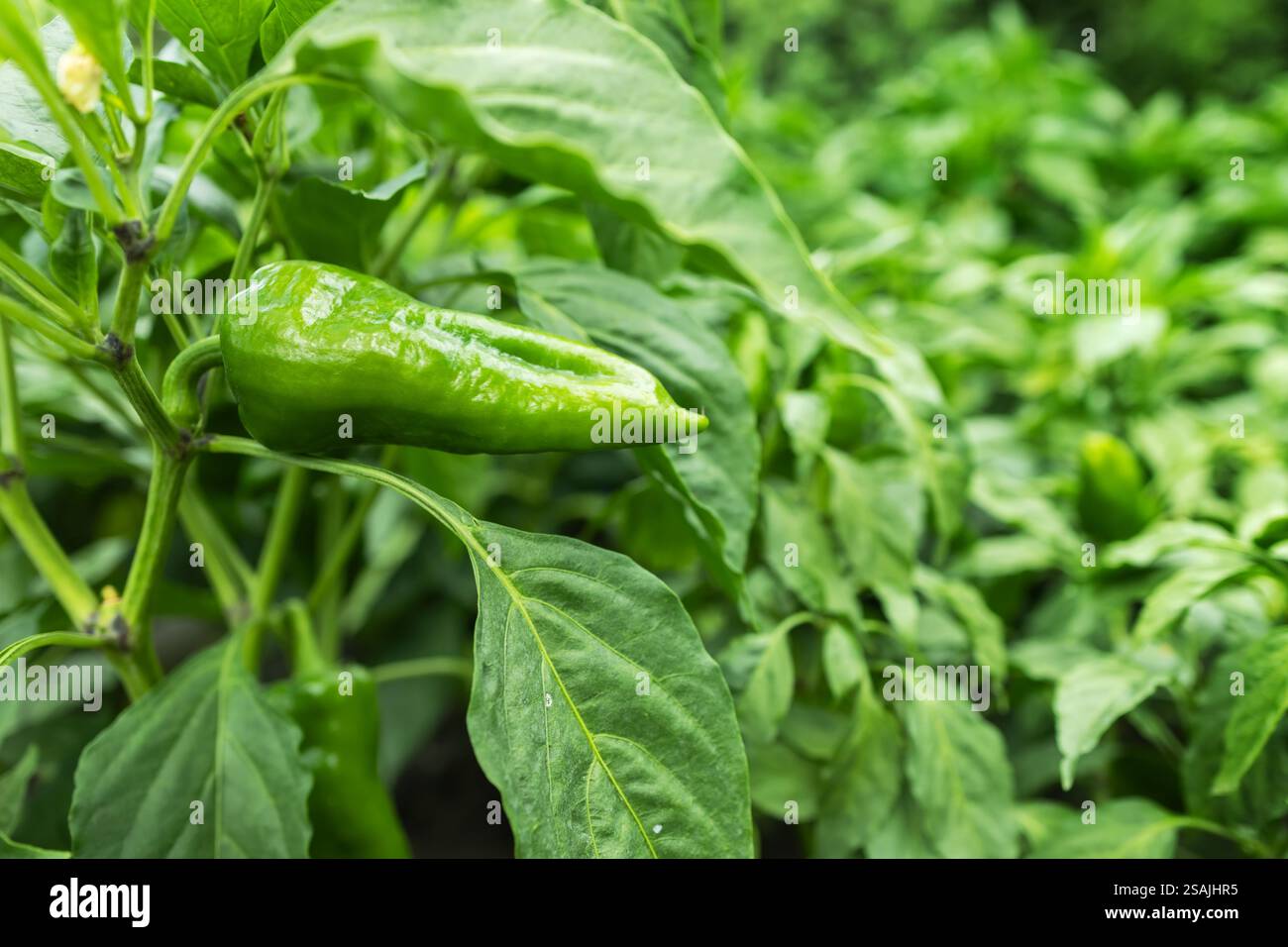 Chili pepper plantation with plastic film placed over the ground ...
