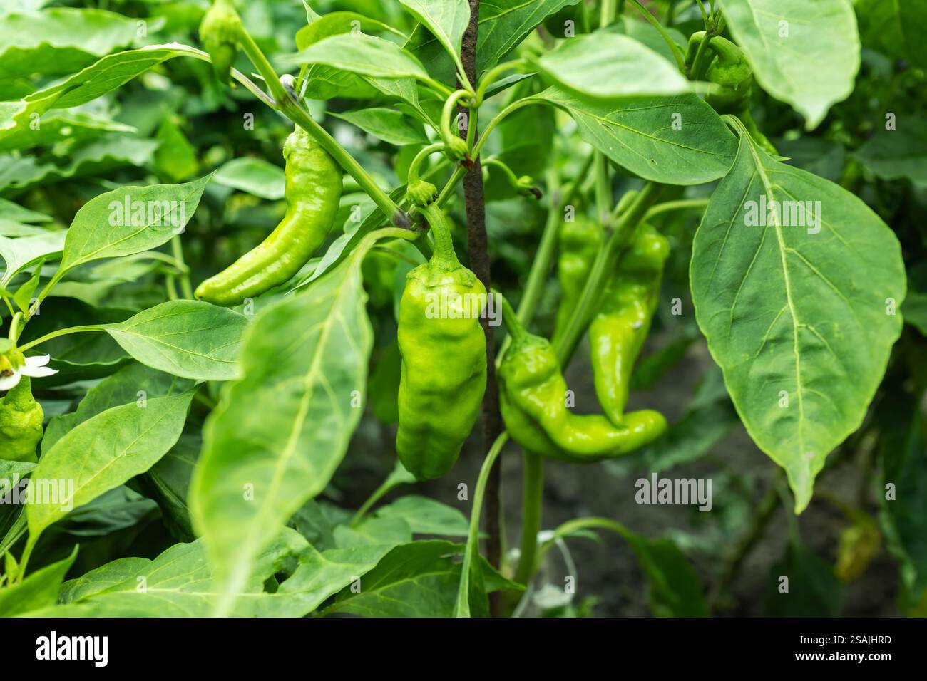 Green pepper plants at agricultural field Stock Photo - Alamy