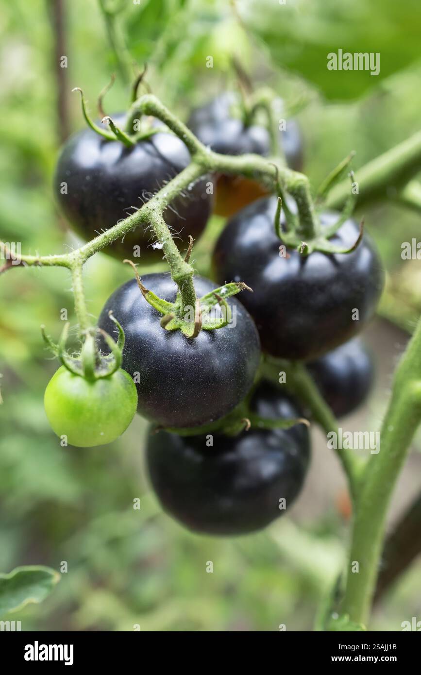 Black tomatoes on a branch in the garden Stock Photo - Alamy