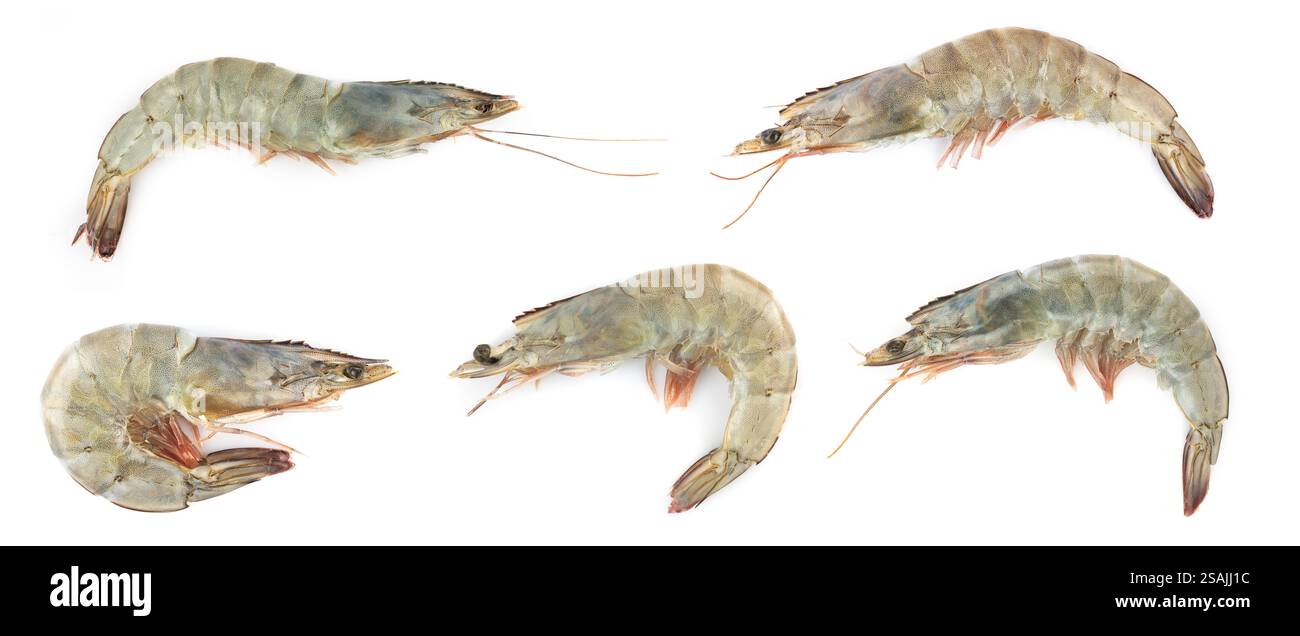 prawn shrimp side view healthy sea food on white isolated Stock Photo ...