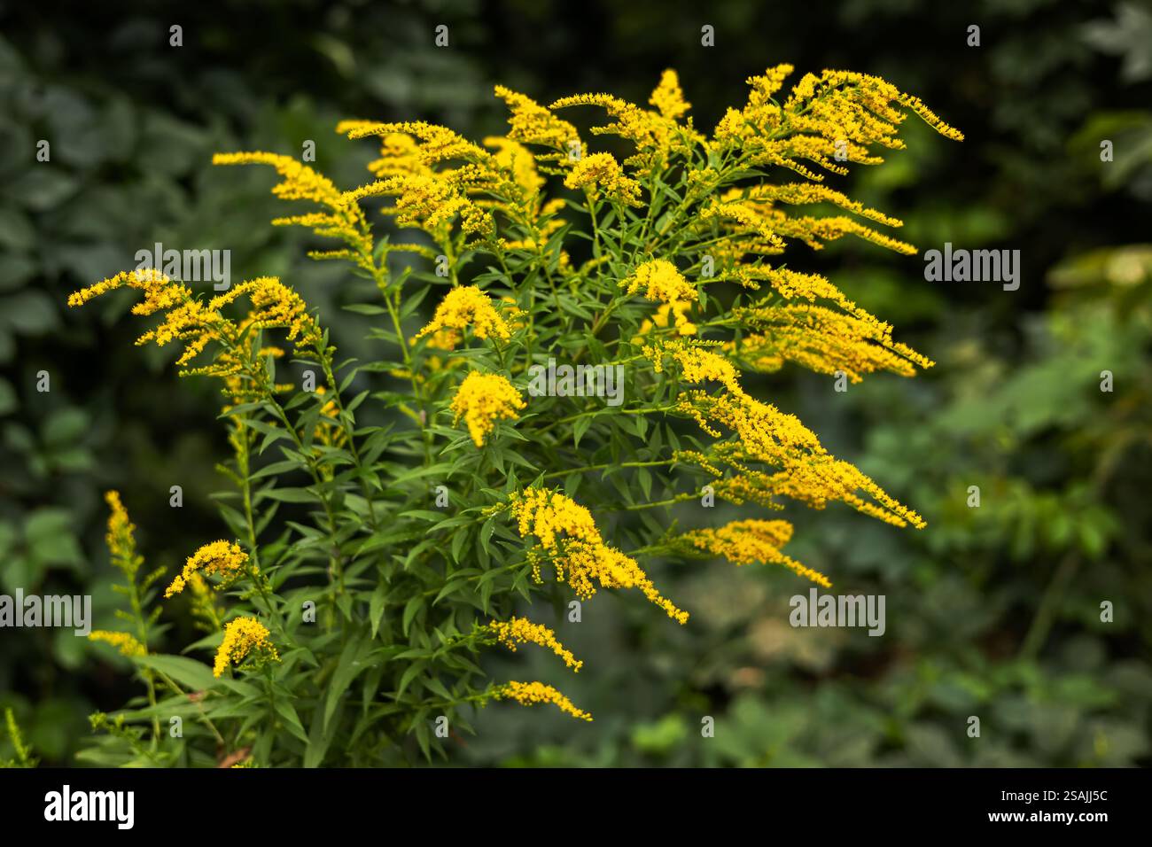 Yellow Solidago gigantea, also known as tall goldenrod and giant ...