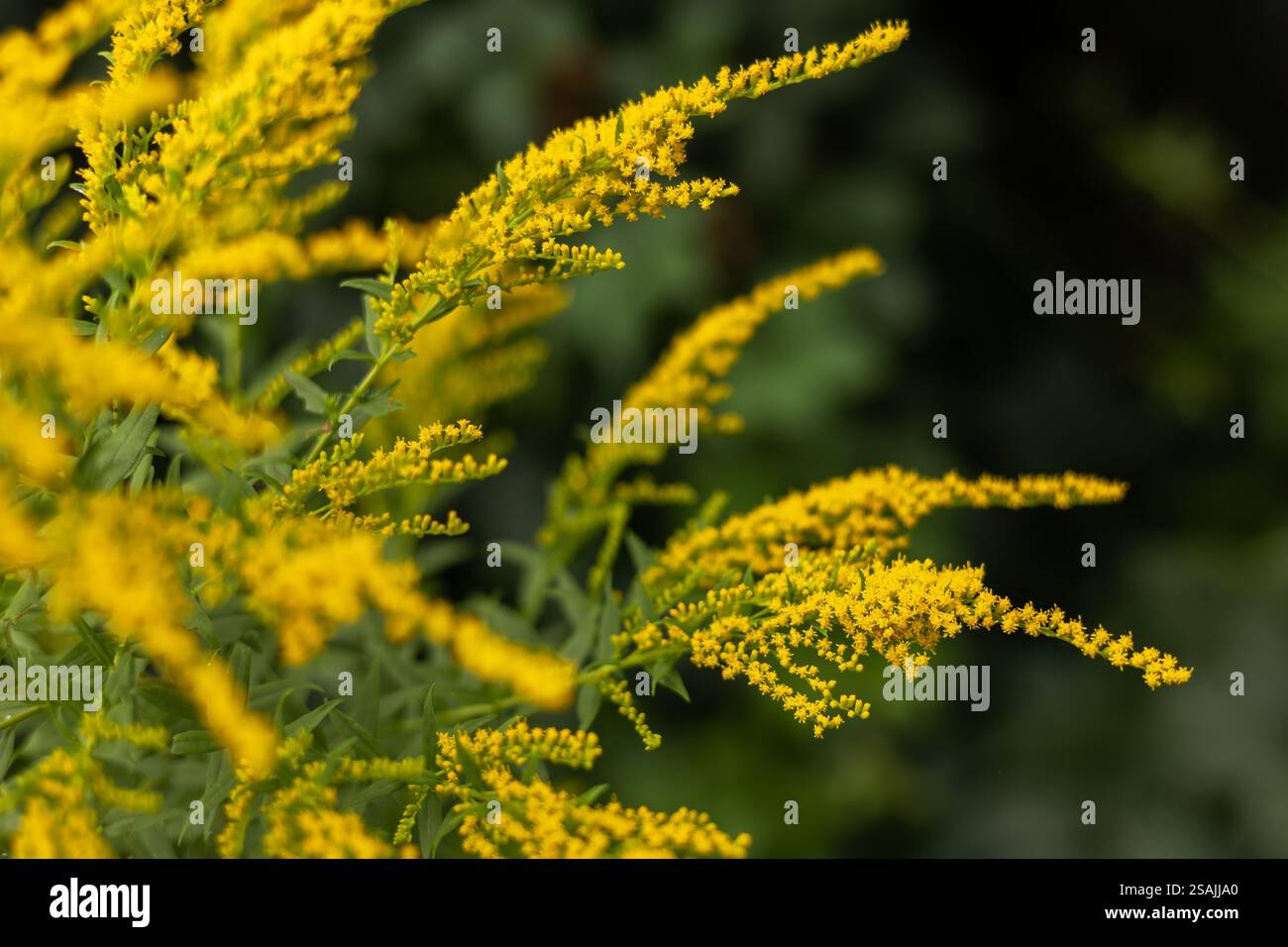 Yellow Solidago gigantea, also known as tall goldenrod and giant ...