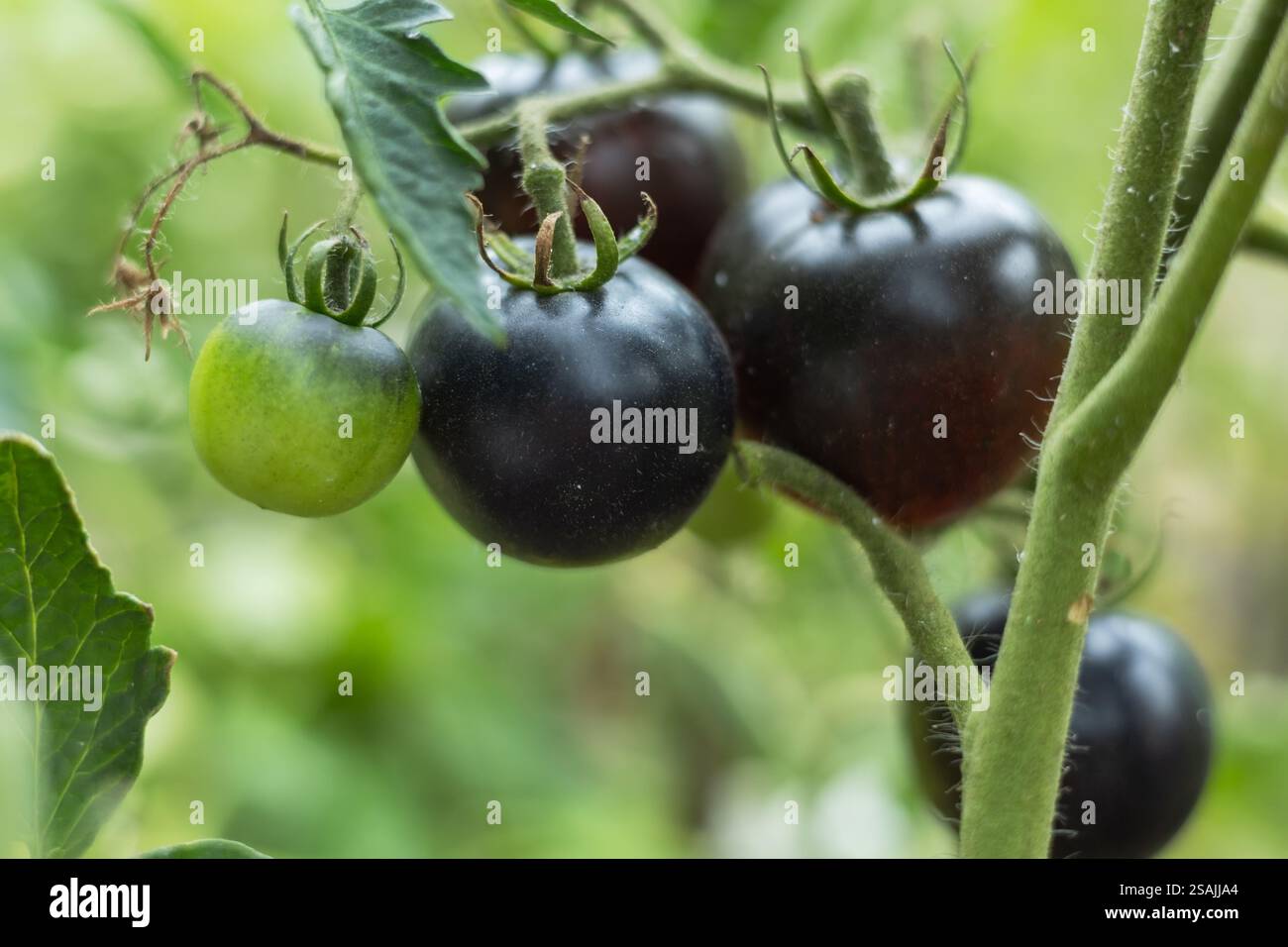 Tomatoes indigo rose ripe hi-res stock photography and images - Alamy