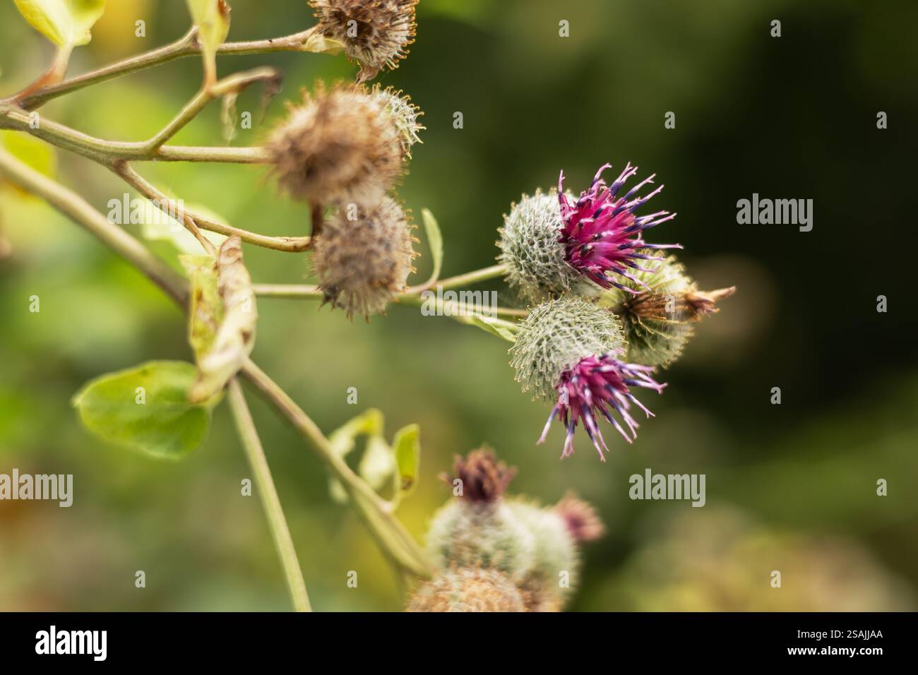 Arctium lappa. Greater burdock or edible burdock flowers Stock Photo ...