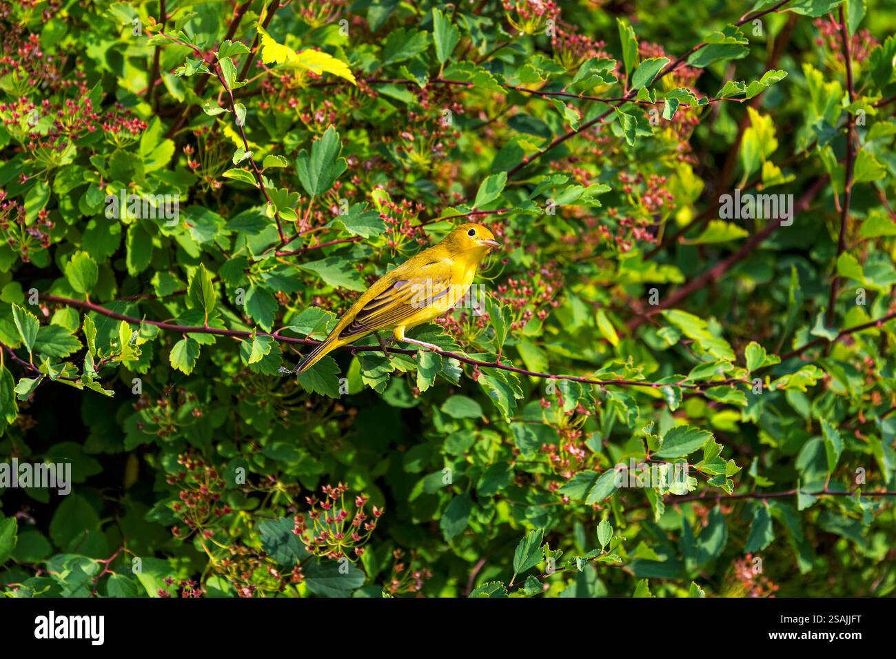 The summer tanager (Piranga rubra Stock Photo - Alamy