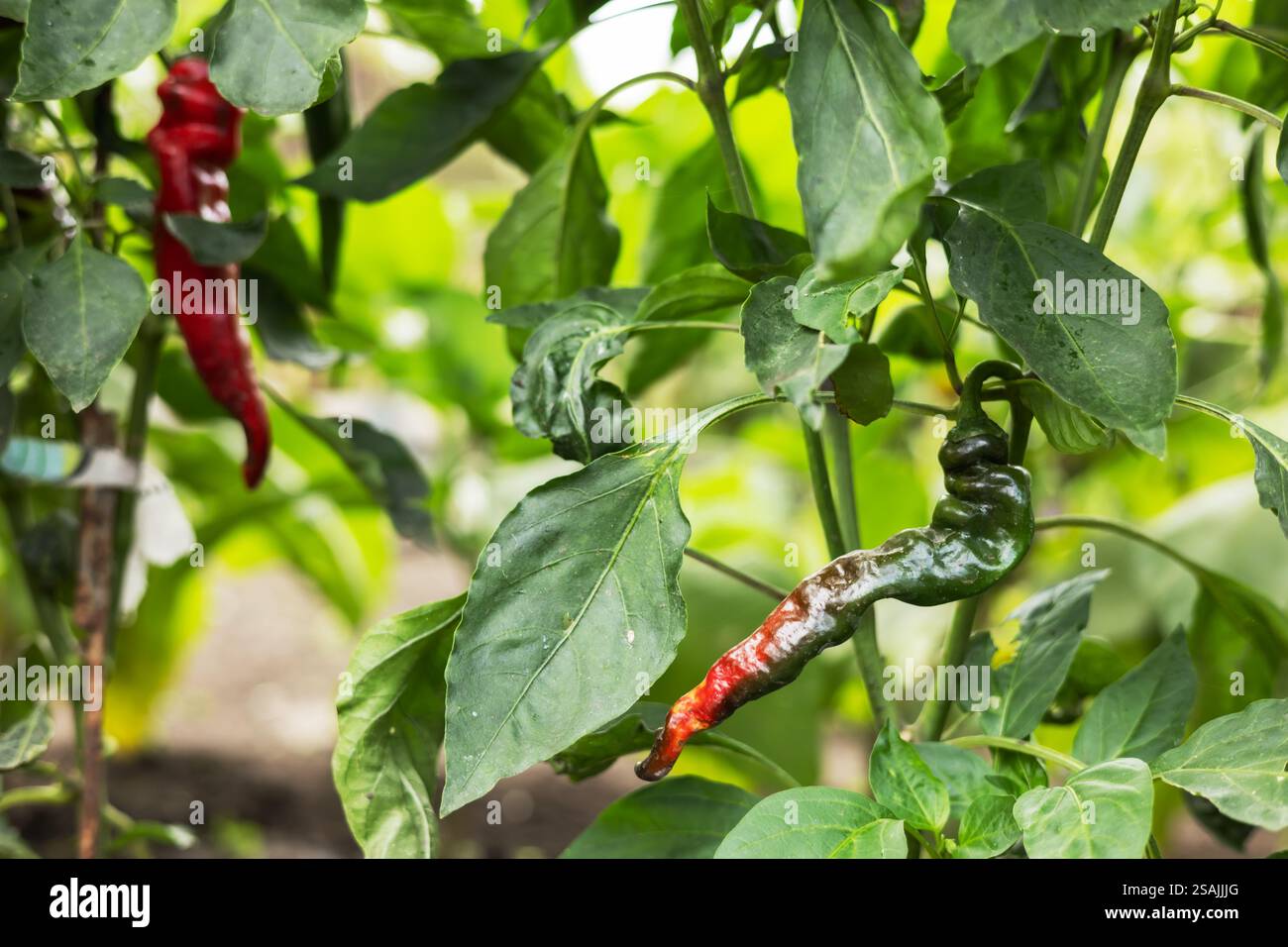 Red hot chili pepper plant in the garden Stock Photo - Alamy
