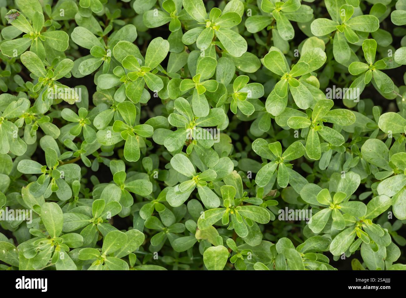Purslane plants: Portulaca oleracea common purslane, verdolaga, red ...