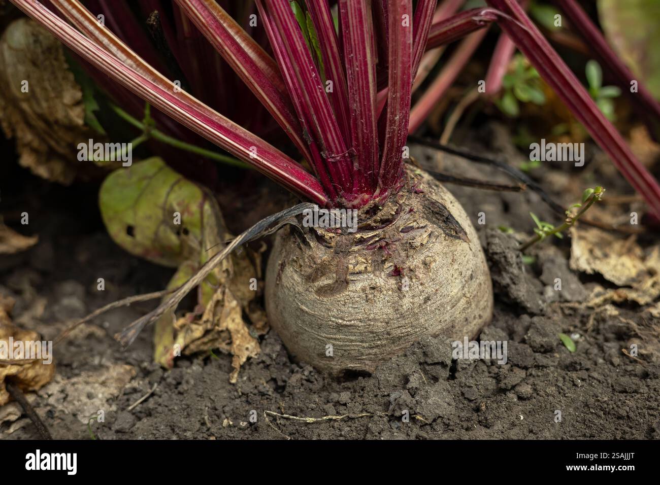 growing beetroot on the vegetable bed Stock Photo - Alamy
