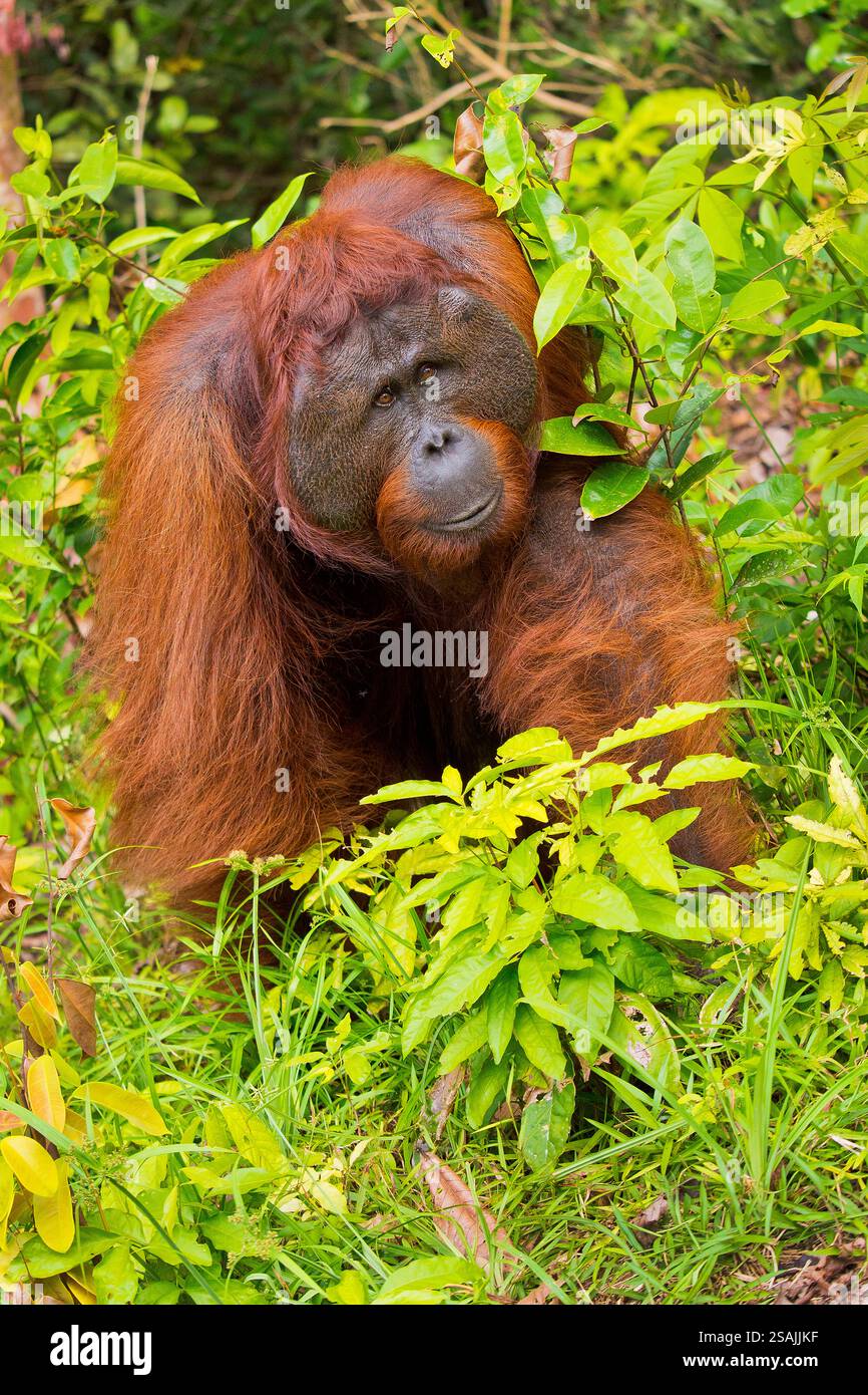 Orangutan, Pongo pygmaeus, Tanjung Puting National Park, Kalimantan ...