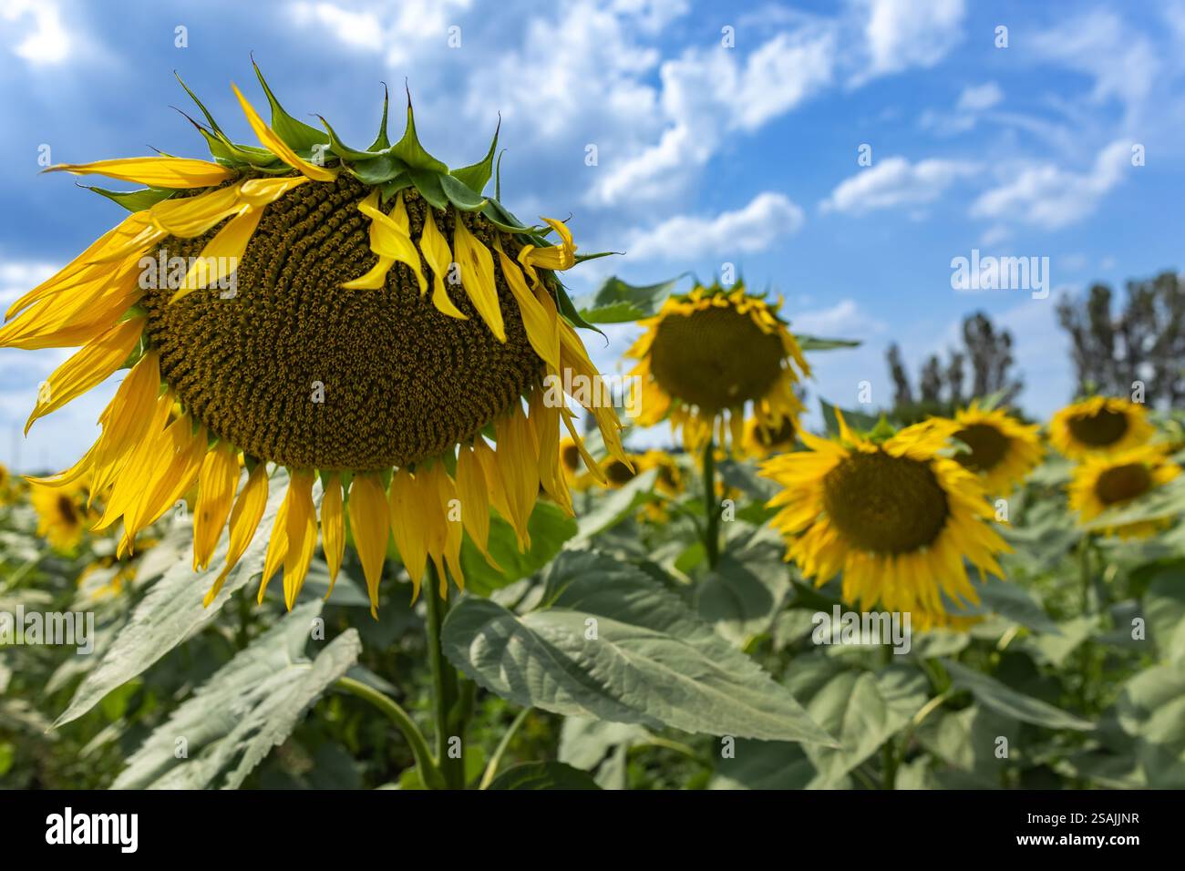 Sunny sunflower field. Endless blooming sunflower field Stock Photo - Alamy