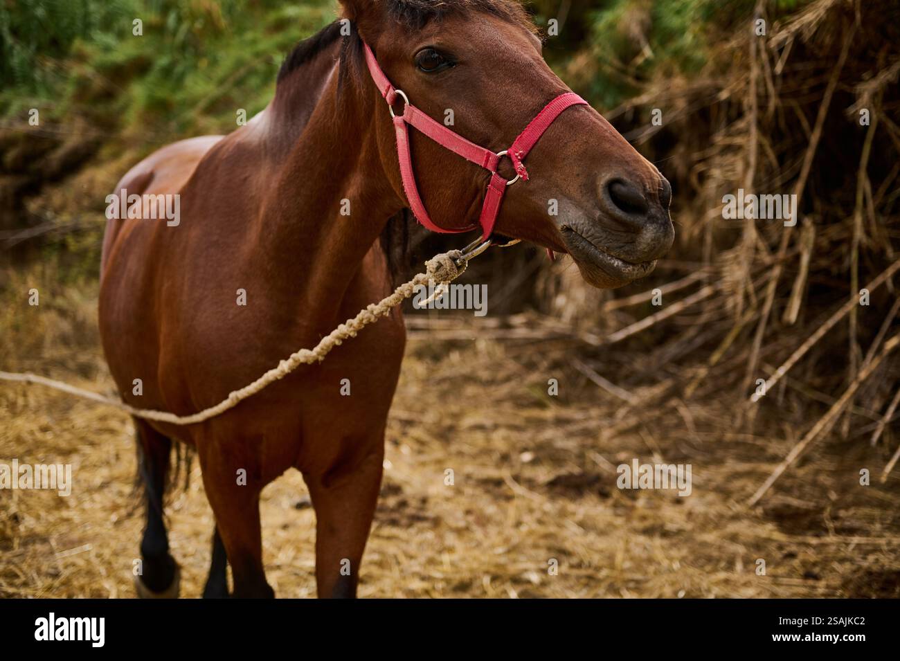 A brown horse with a red bridle and rope halter, standing in a natural ...