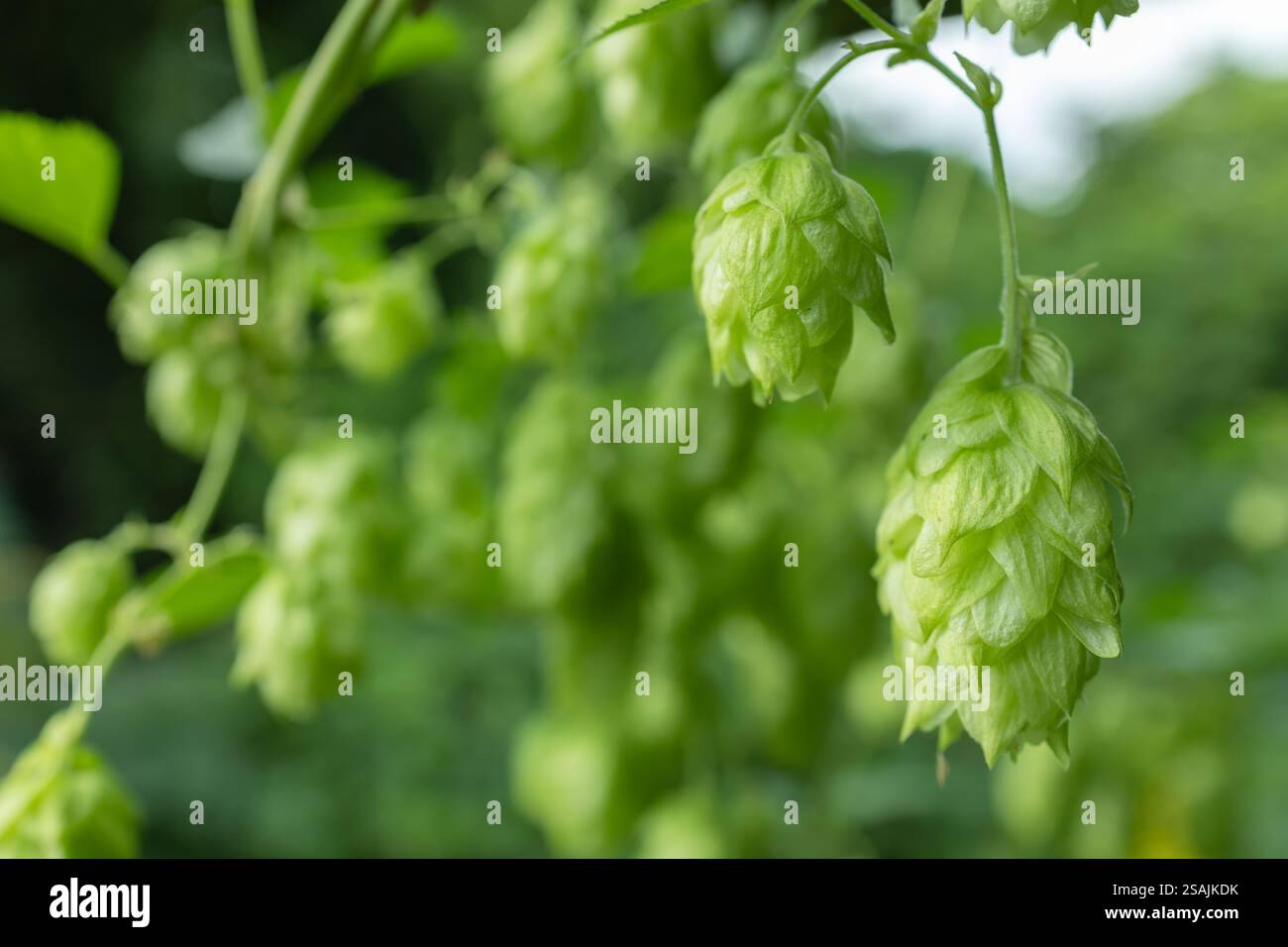 Branch of common hops with inflorescences in nature. Green hop cones ...