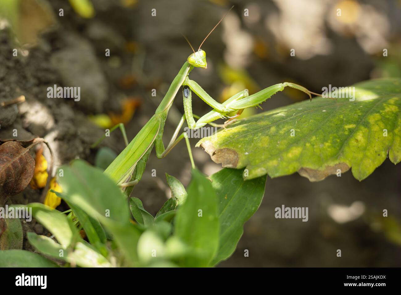 Mantis religiosa praying animal belonging hi-res stock photography and ...