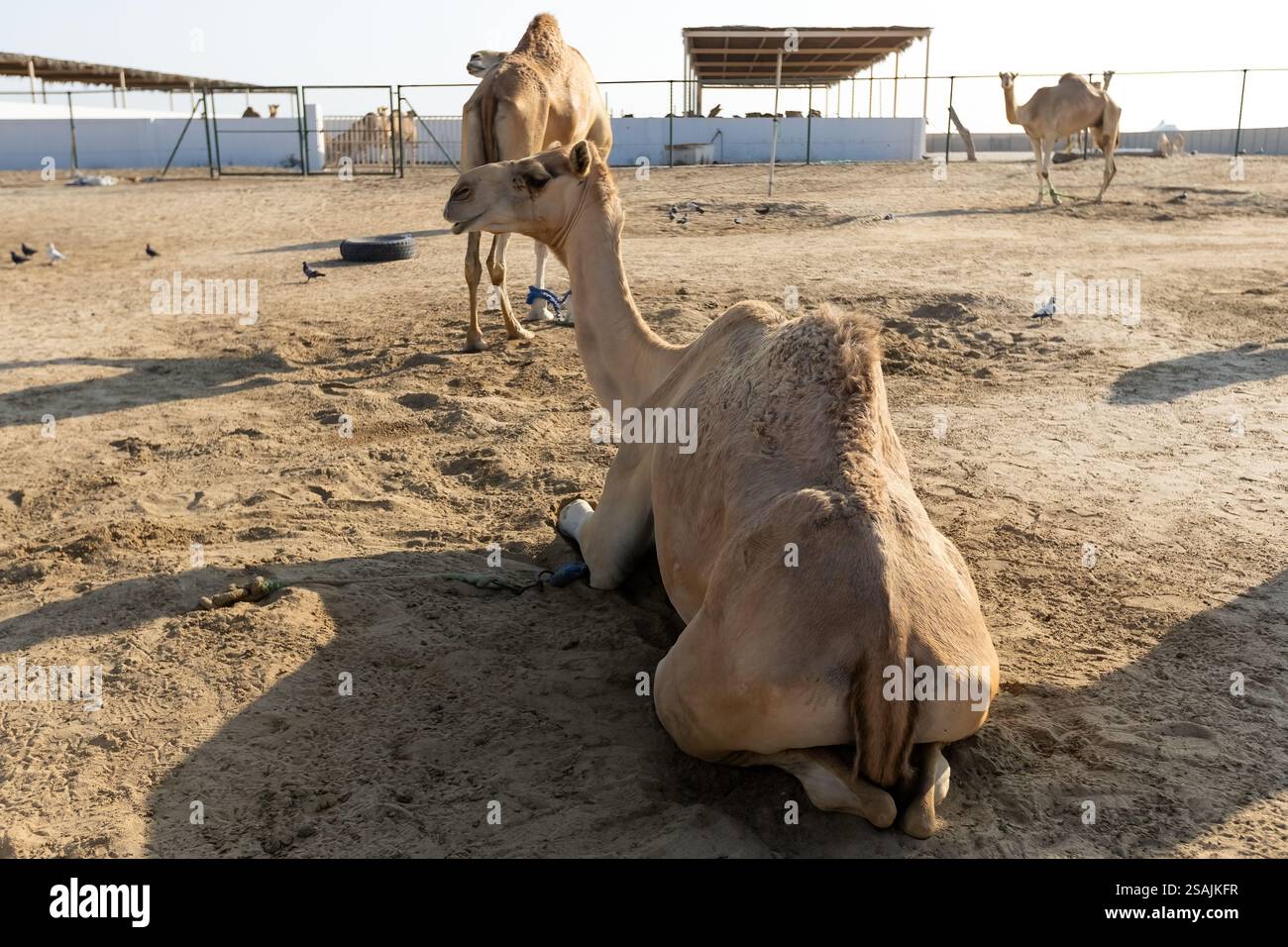 Camel rearing hi-res stock photography and images - Alamy