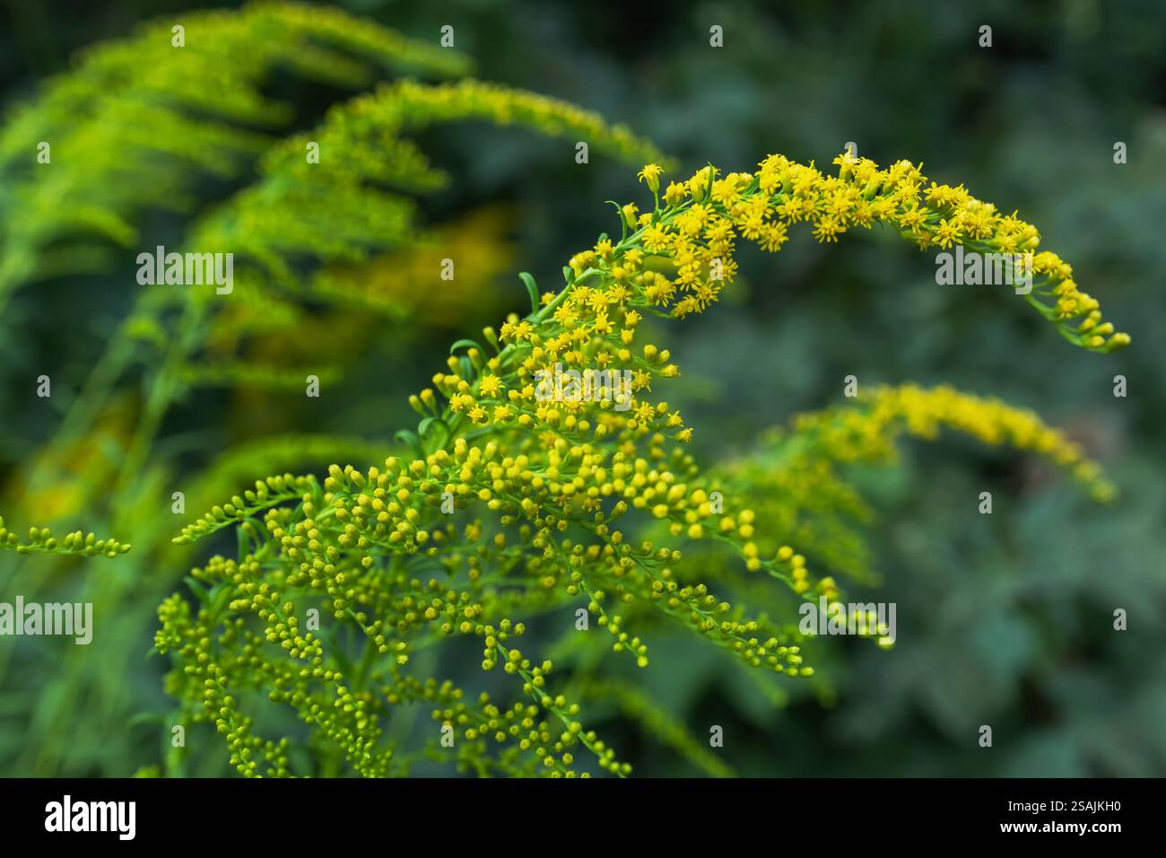 Yellow Solidago gigantea, also known as tall goldenrod and giant ...