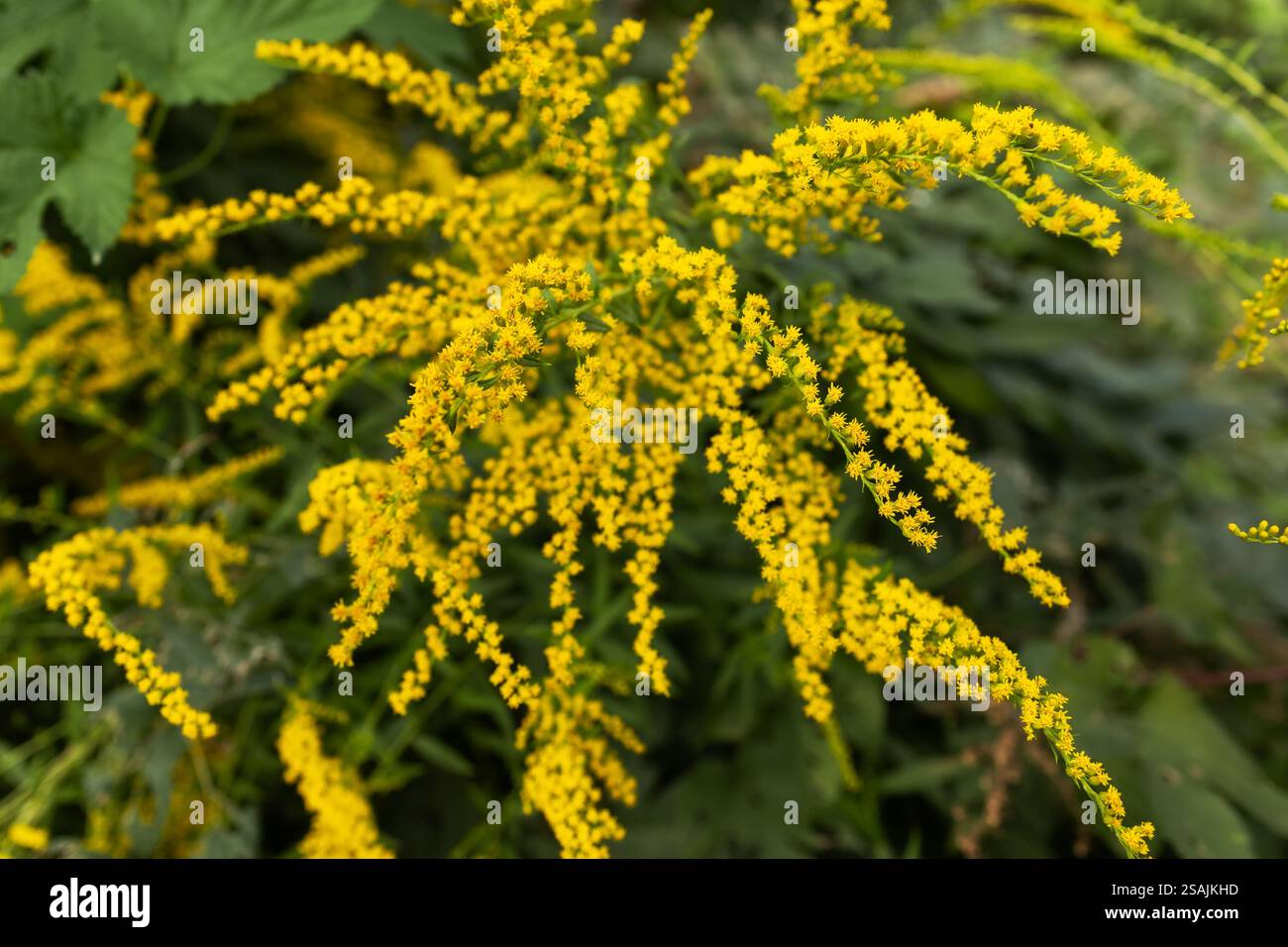 Yellow Solidago gigantea, also known as tall goldenrod and giant ...