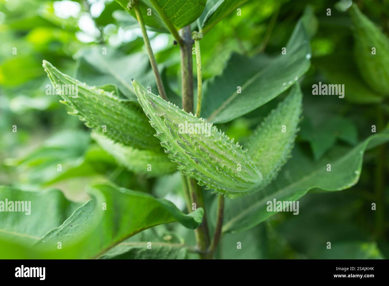 Glade in forest of green pods asclepias syriaca with seeds. Common ...