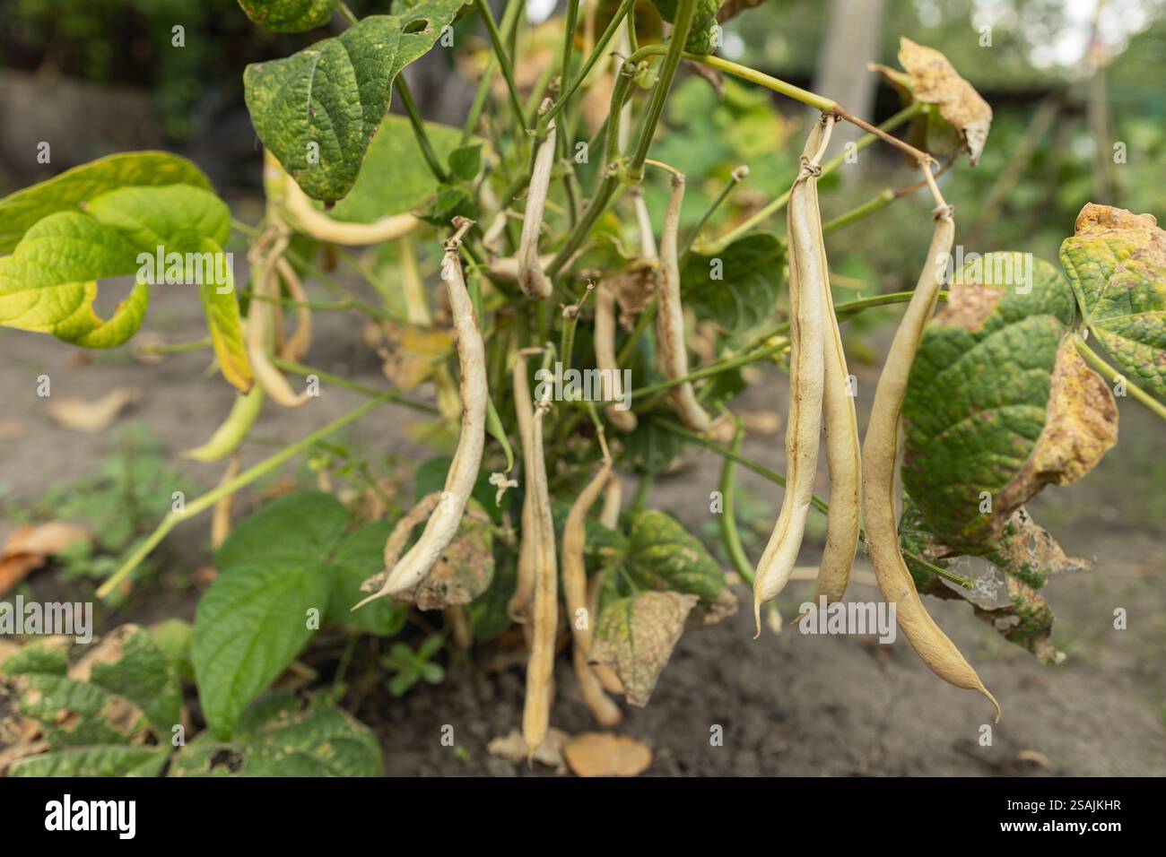 Ripe pods of kidney bean growing on farm. Bush with bunch of pods of ...