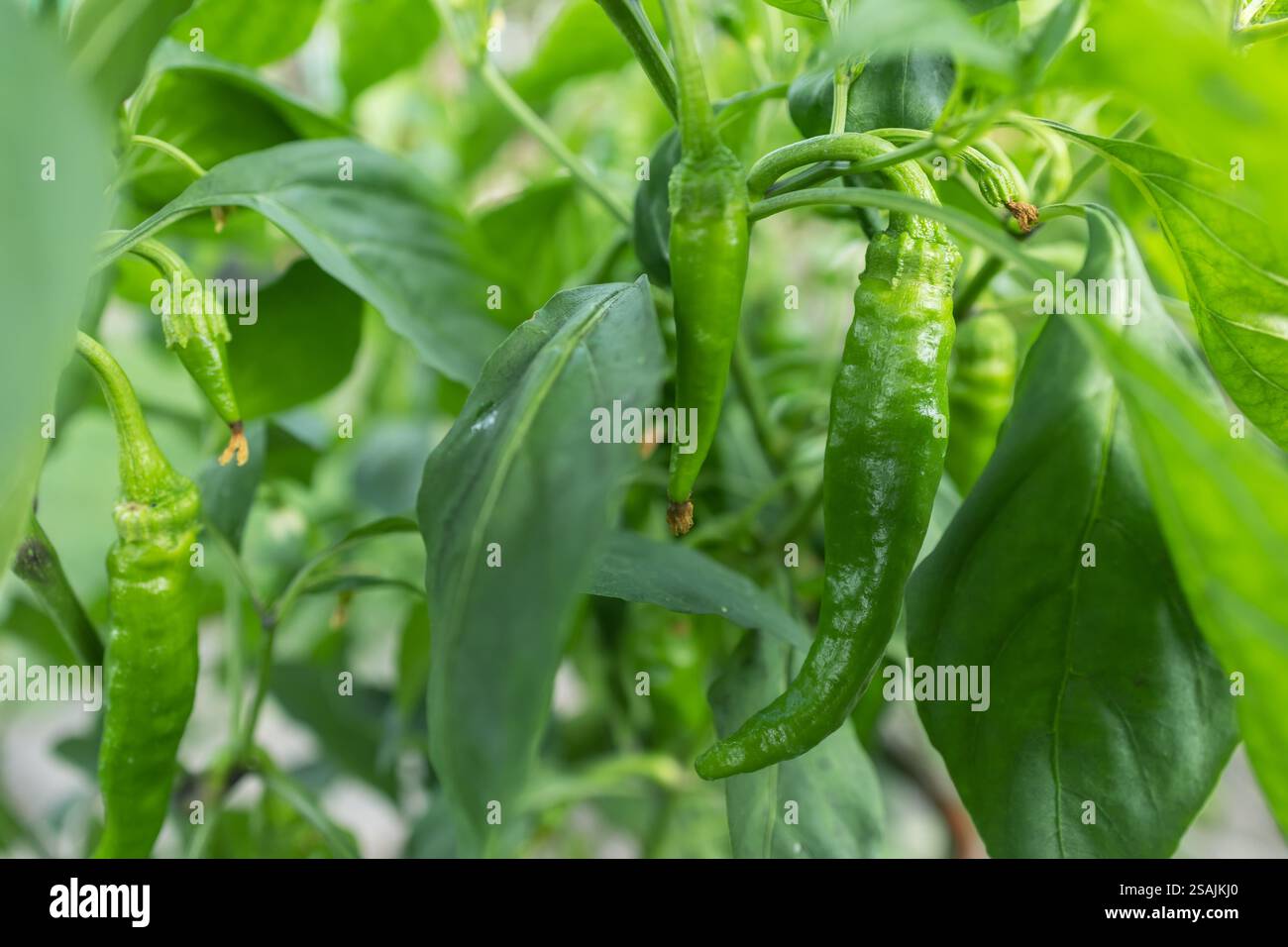Chili pepper plantation with plastic film placed over the ground ...