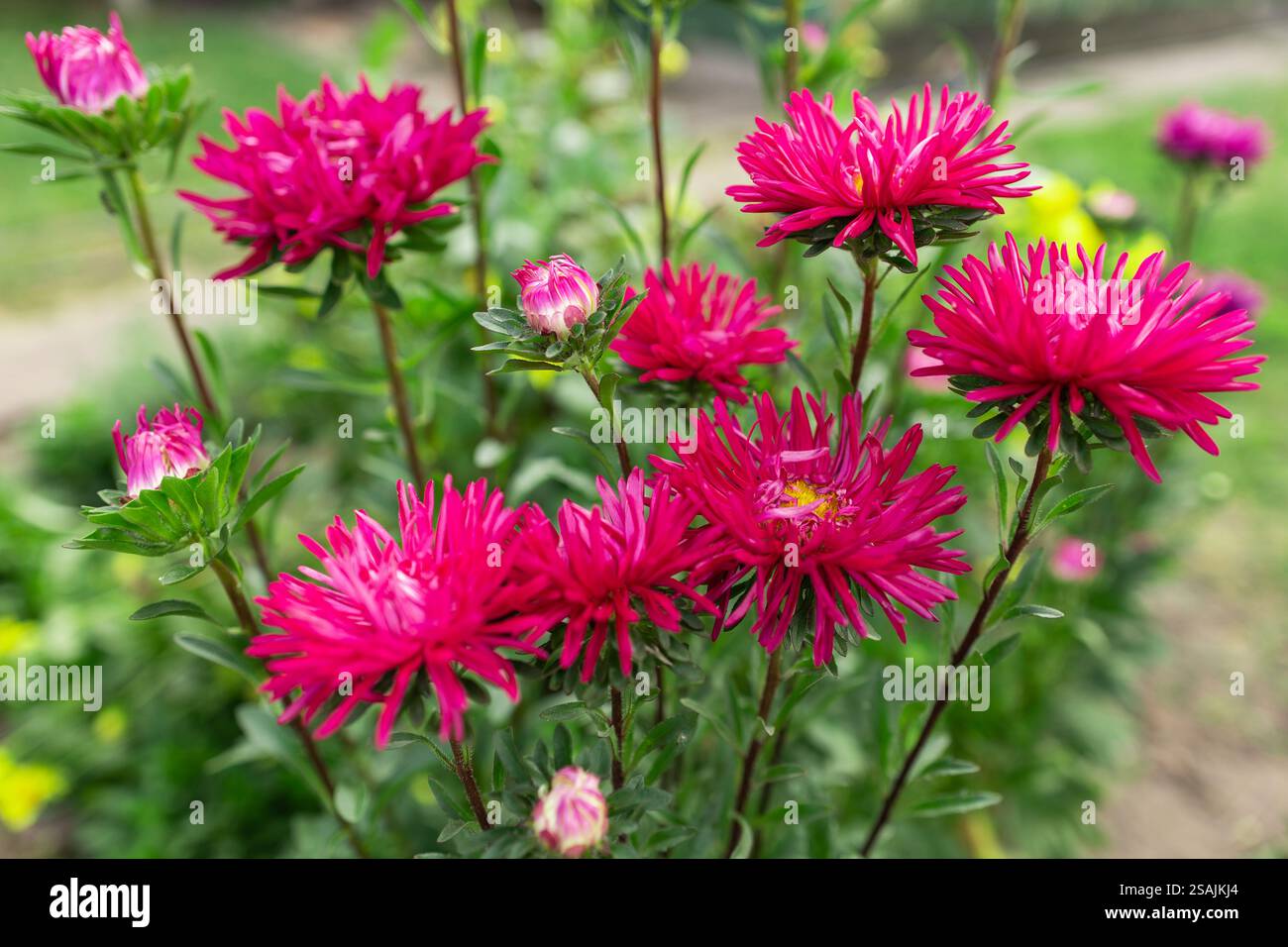Red aster flowers in the flower field Stock Photo - Alamy