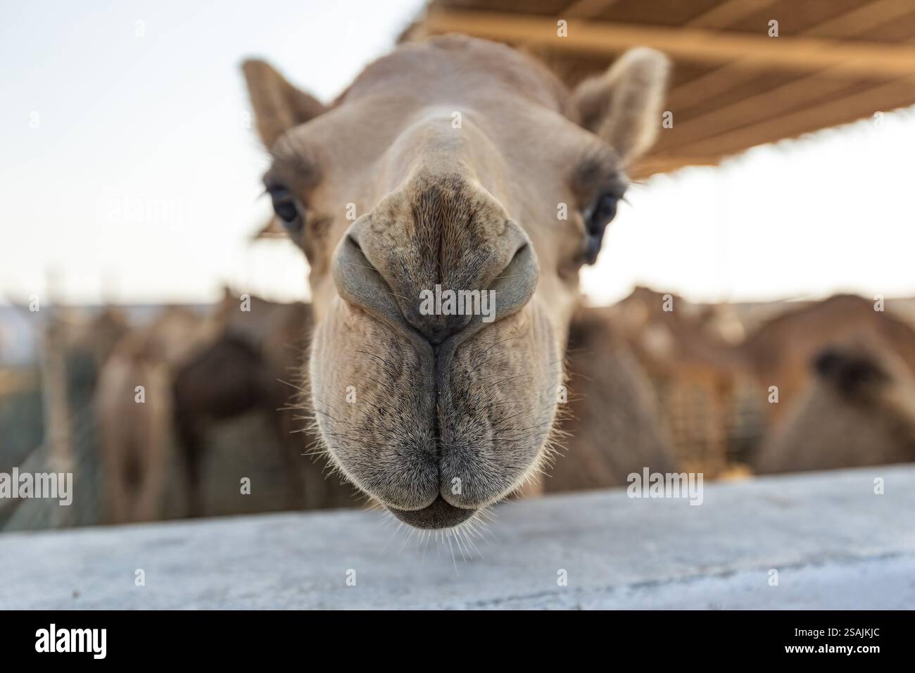 Camels in the camel farm in Manama Bahrain Stock Photo - Alamy