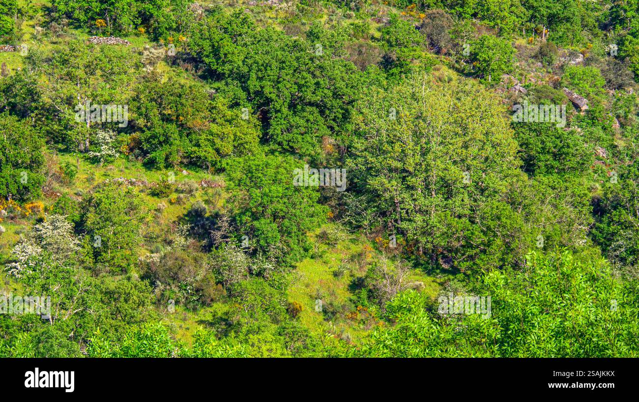 Mediterranean Forest Scrub Landscape, Arribes del Duero Natural Park ...
