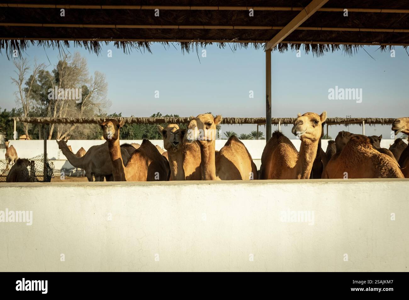 Camels in the camel farm in Manama Bahrain Stock Photo - Alamy