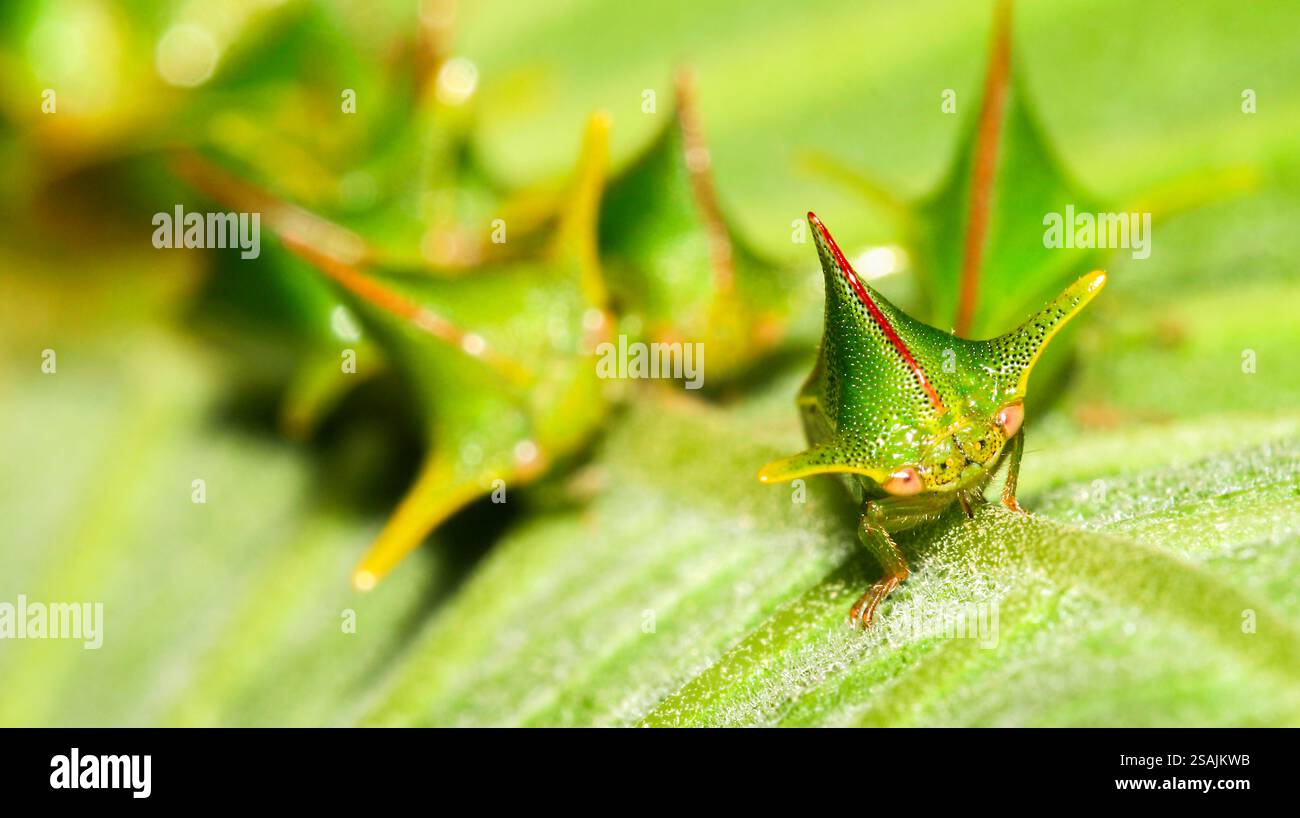 Shield Bug, Chust Bug, Hemiptera, Tropical Rainforest, Napo River Basin ...