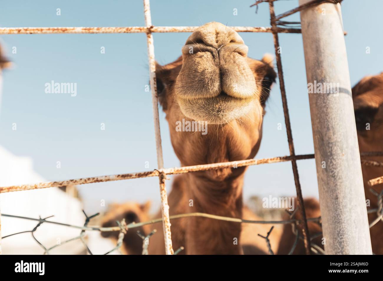 Camel rearing hi-res stock photography and images - Alamy