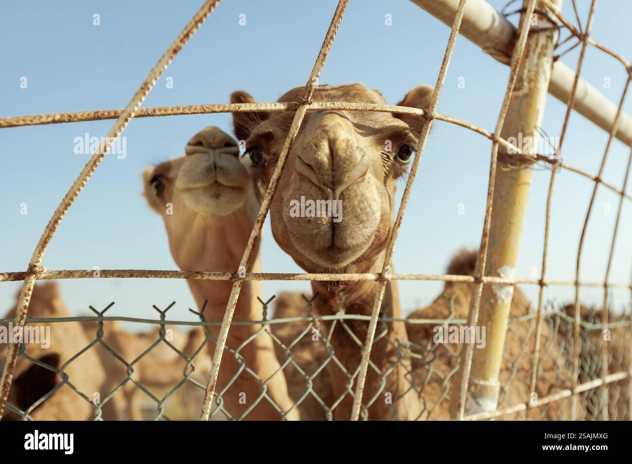 Camels in the camel farm in Manama Bahrain Stock Photo - Alamy