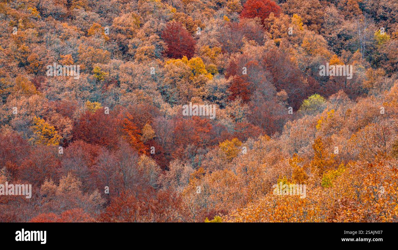 Hayedo de la Pedrosa Natural Protected Area, Beech Forest Autumn Season ...
