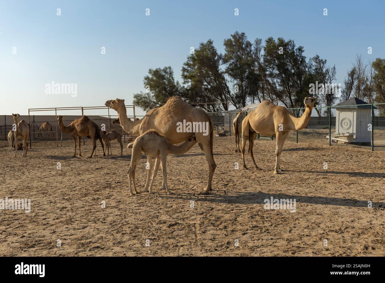 Camels in the camel farm in Manama Bahrain Stock Photo - Alamy