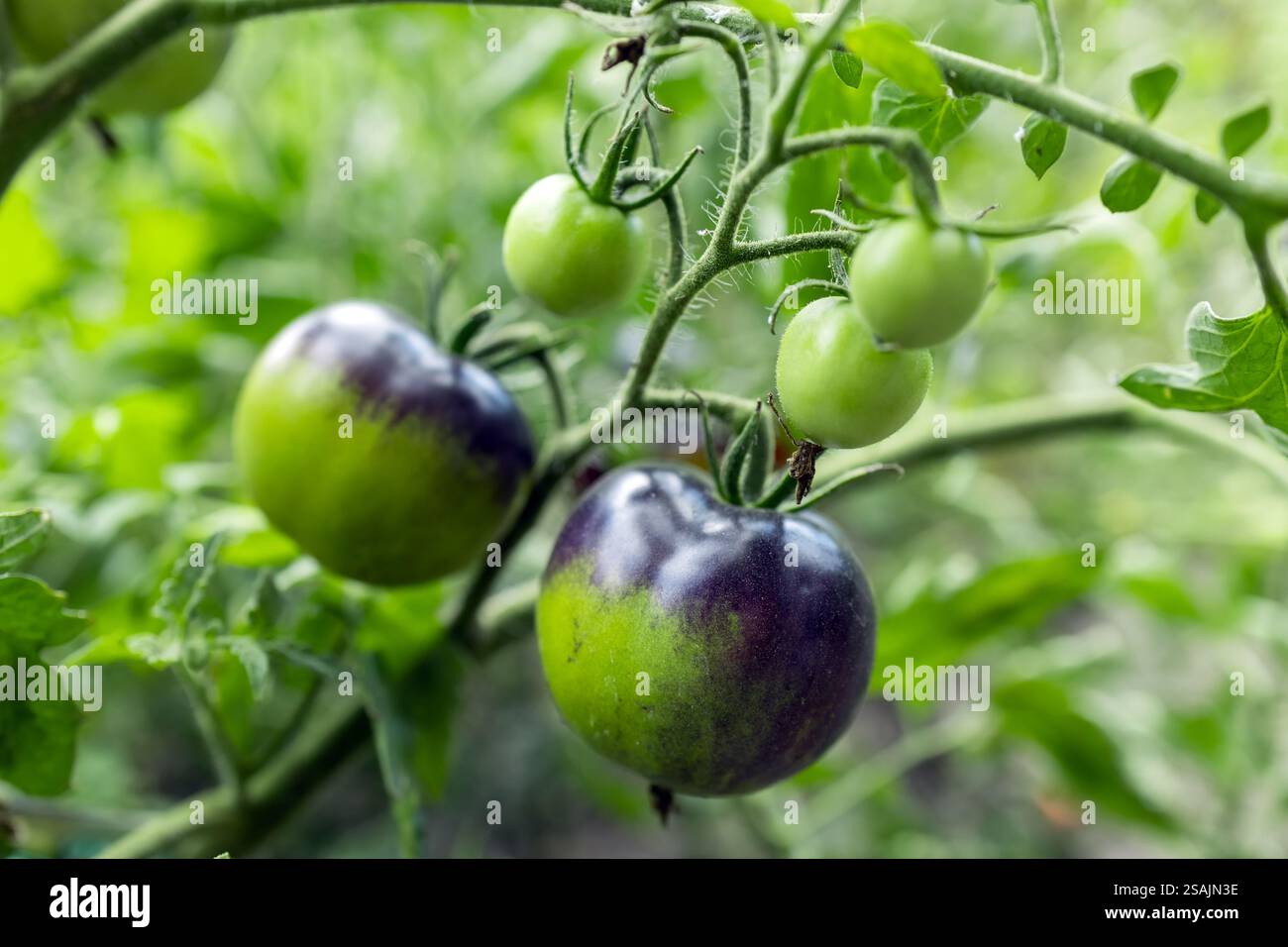 Tomatoes indigo rose ripe hi-res stock photography and images - Alamy