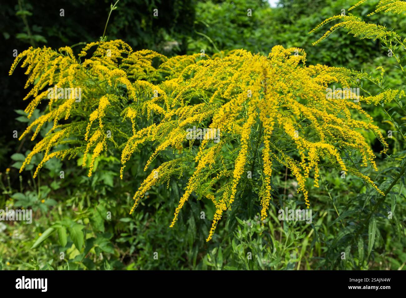 Blooming canadian goldenrod lat. Solidago canadensis on an autumn day ...