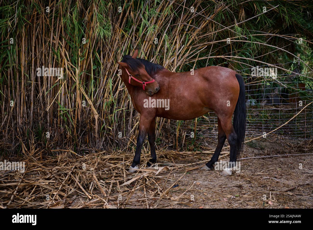 A brown horse wearing a red halter stands quietly amidst bamboo plants ...