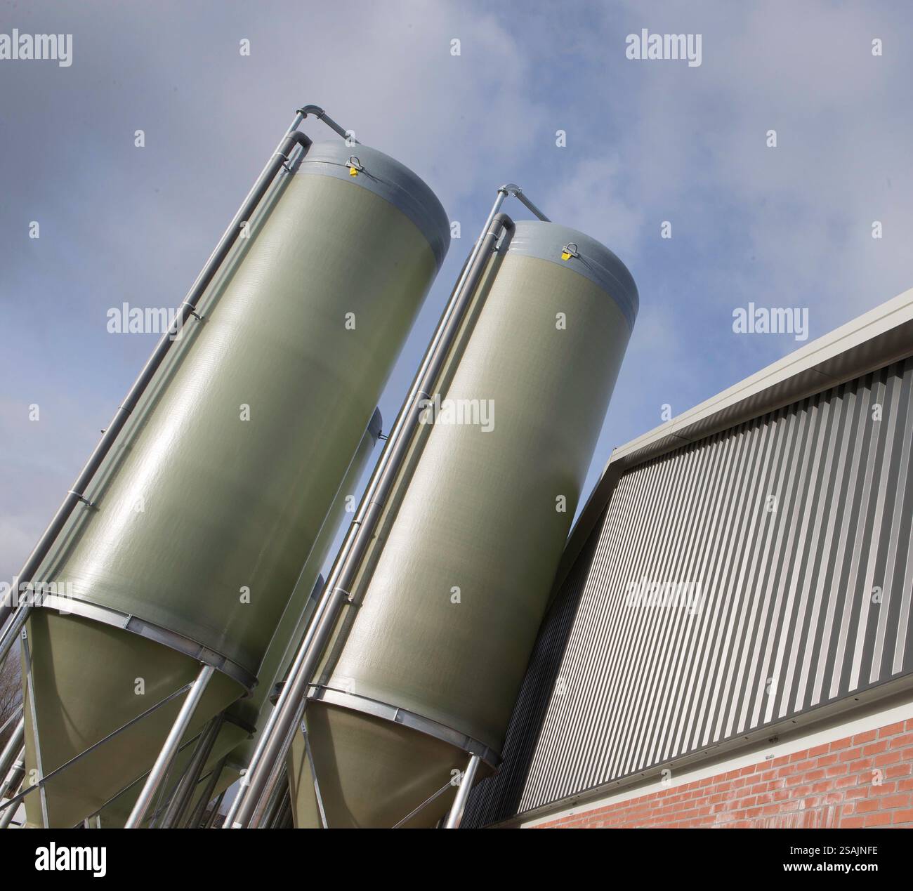 New built pig barn with feed silos. Pig breeding. Pigs and piglets in ...