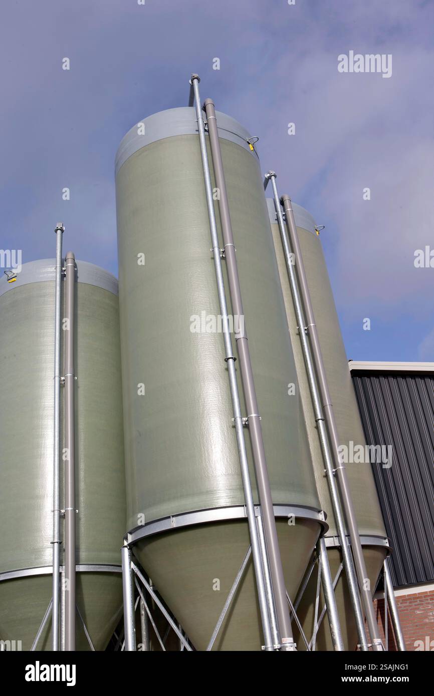 New built pig barn with feed silos. Pig breeding. Pigs and piglets in ...